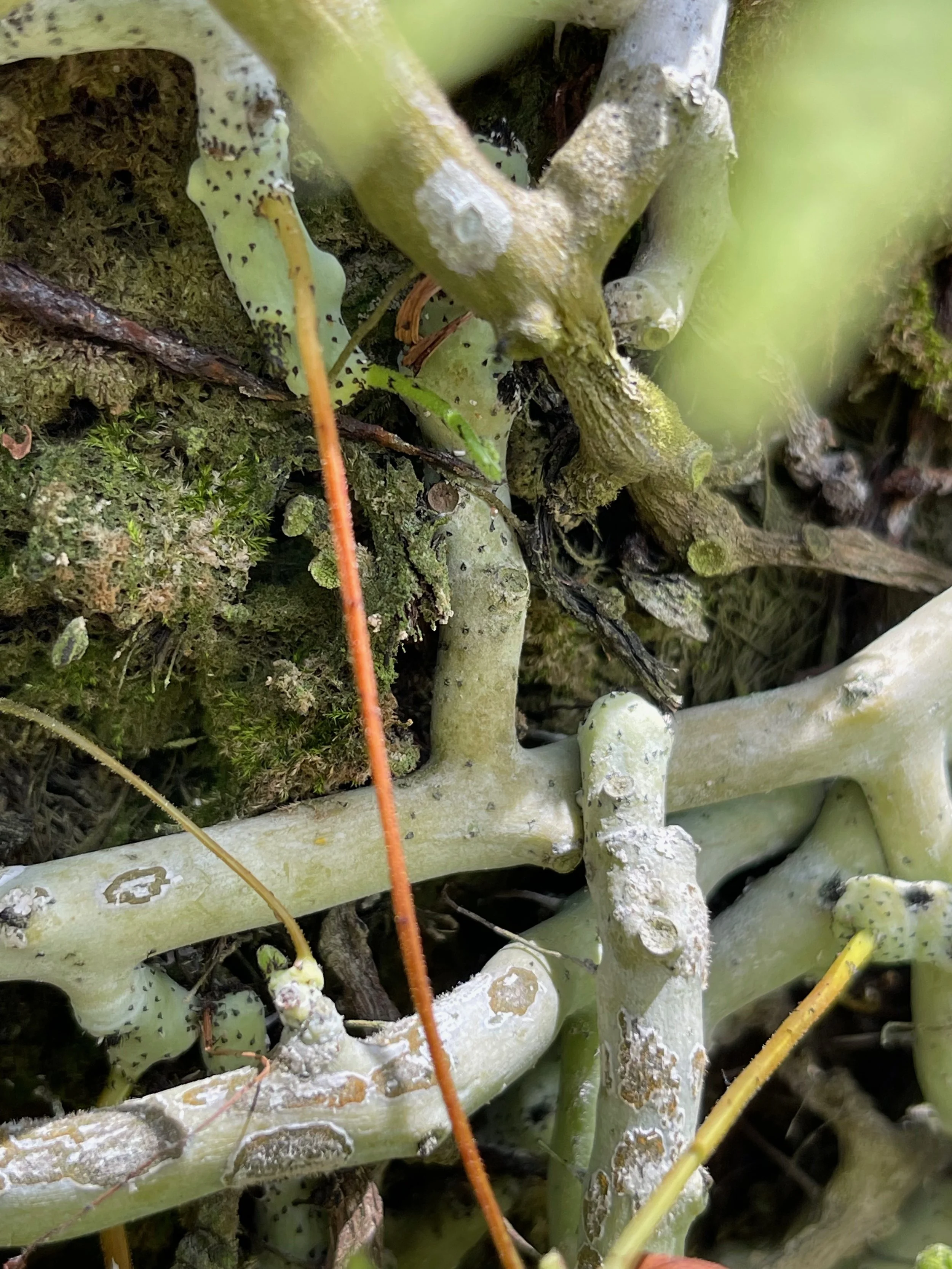 Polypodium formosanum — Vintage Green Farms with Tom Piergrossi
