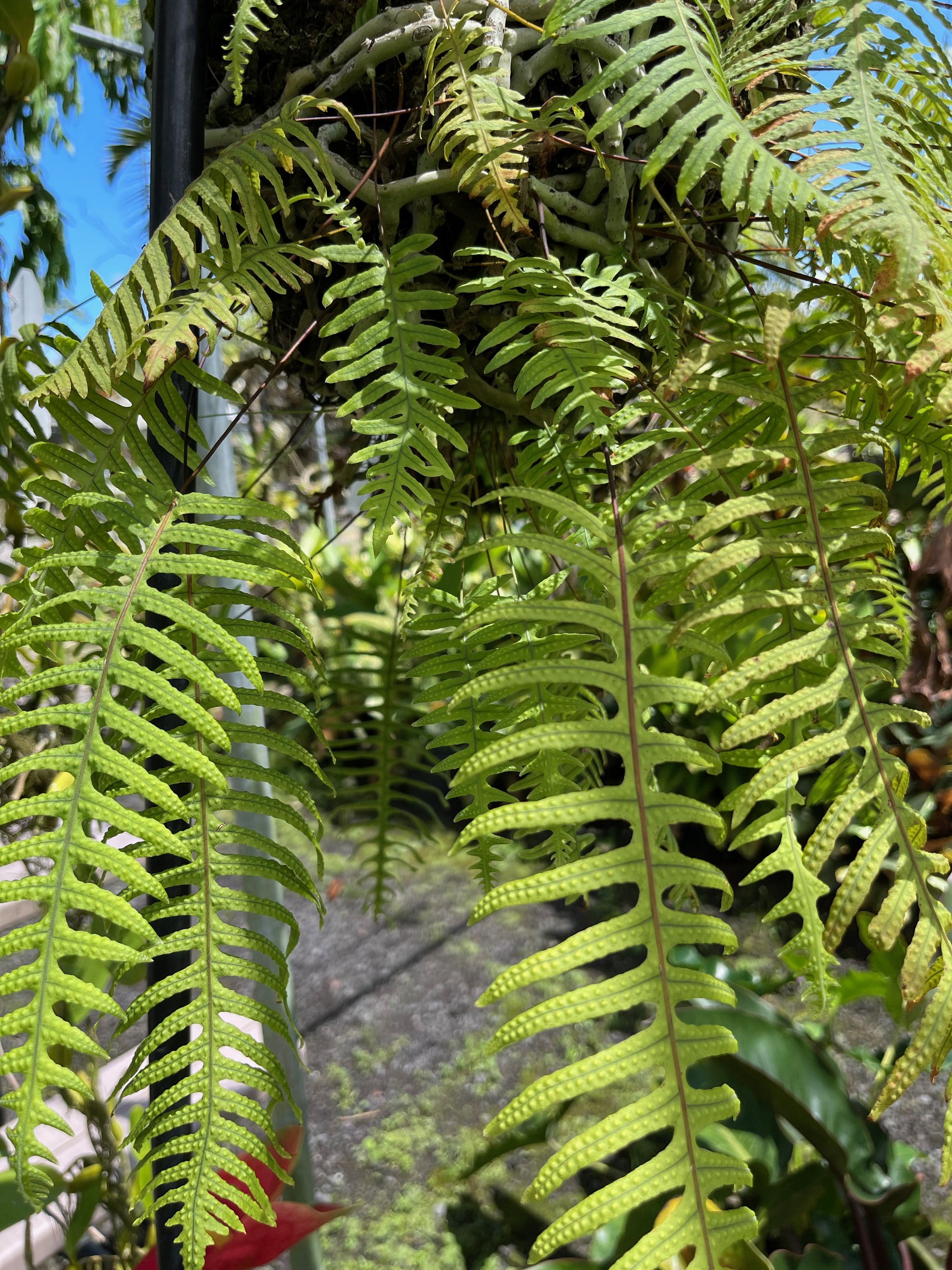 Polypodium formosanum — Vintage Green Farms with Tom Piergrossi