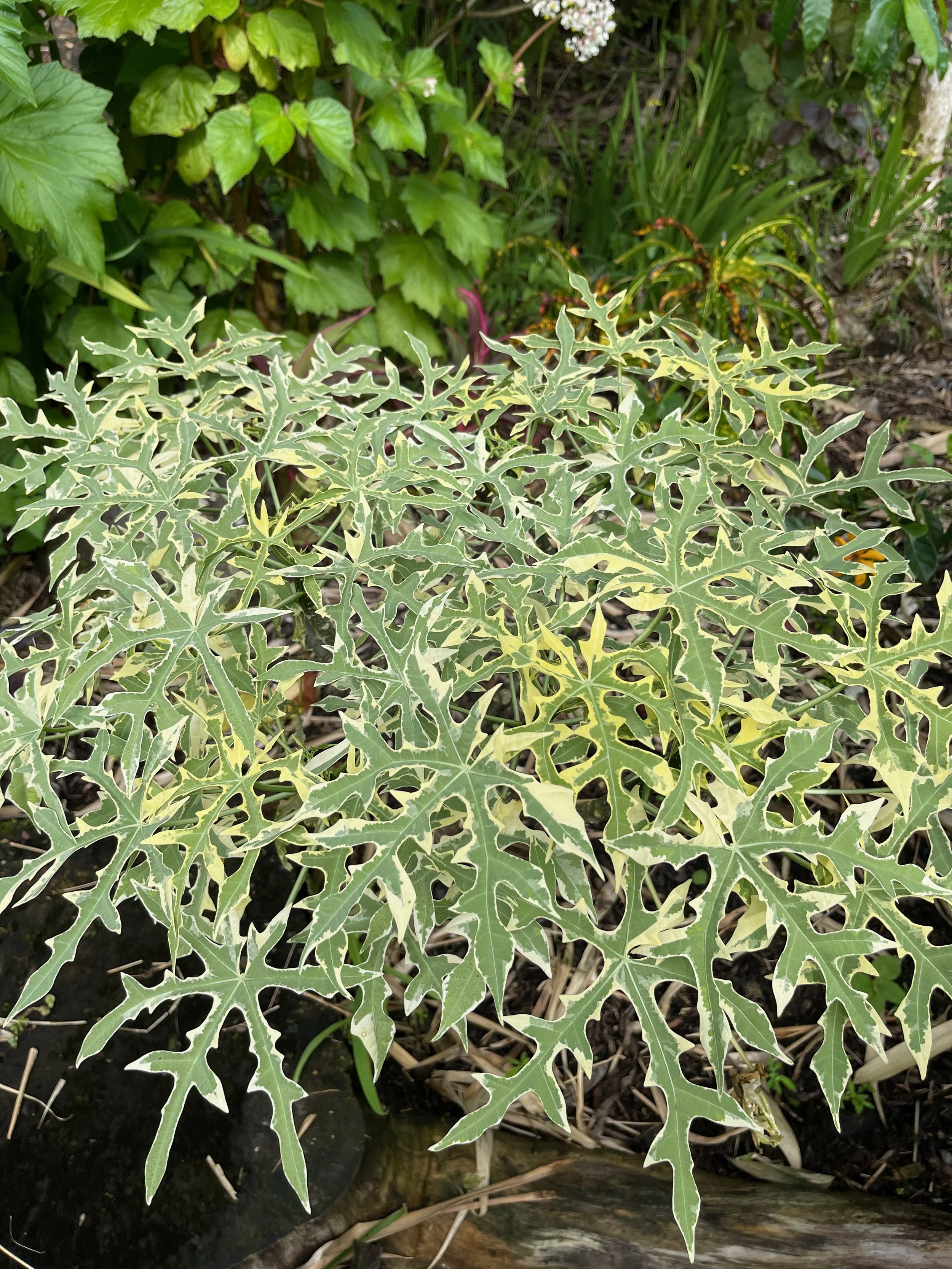 Cnidoscolus aconitifolius variegatus (Jatropha) — Vintage Green Farms ...