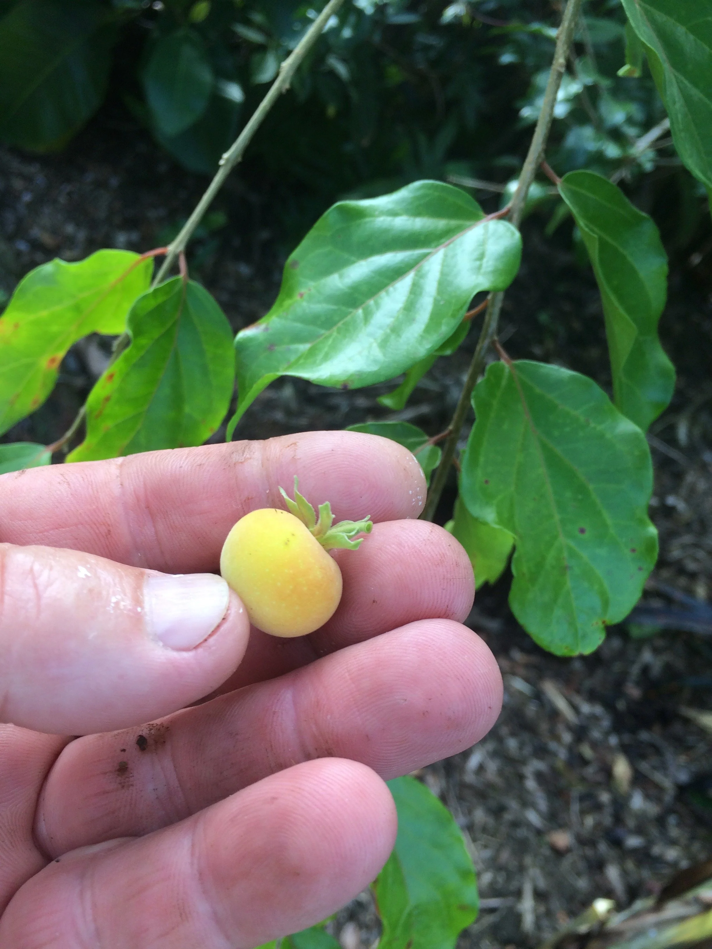 Dovyalis abyssinica x hedecarpa — Vintage Green Farms with Tom Piergrossi