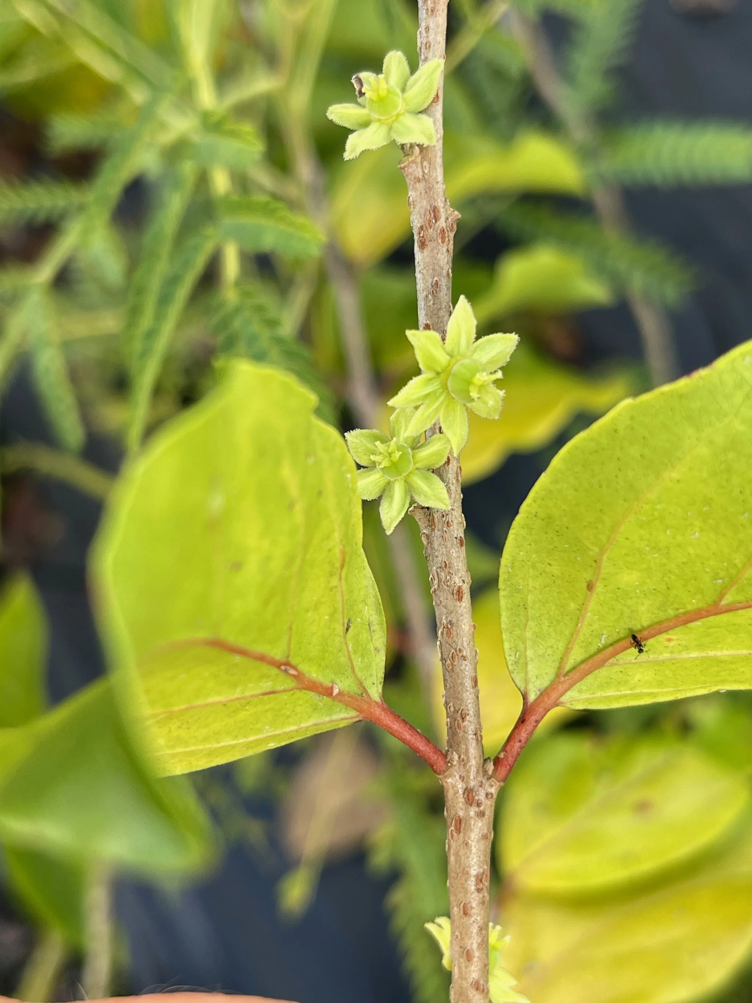 Dovyalis abyssinica x hedecarpa — Vintage Green Farms with Tom Piergrossi