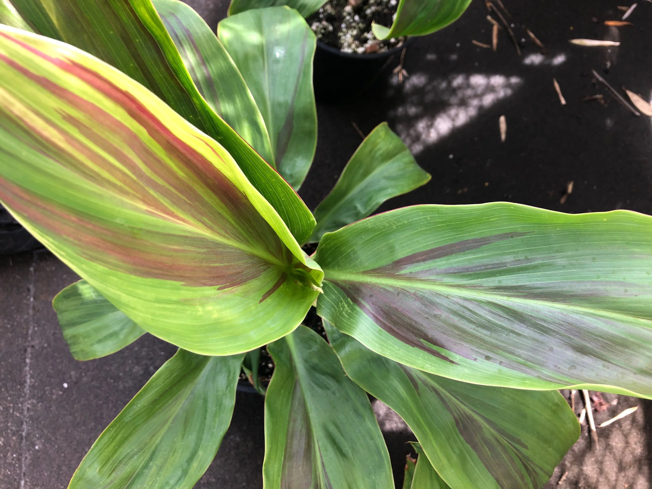 Cordyline terminalis 'Exotica' (Syn. 'Tricolor) — Vintage Green Farms ...