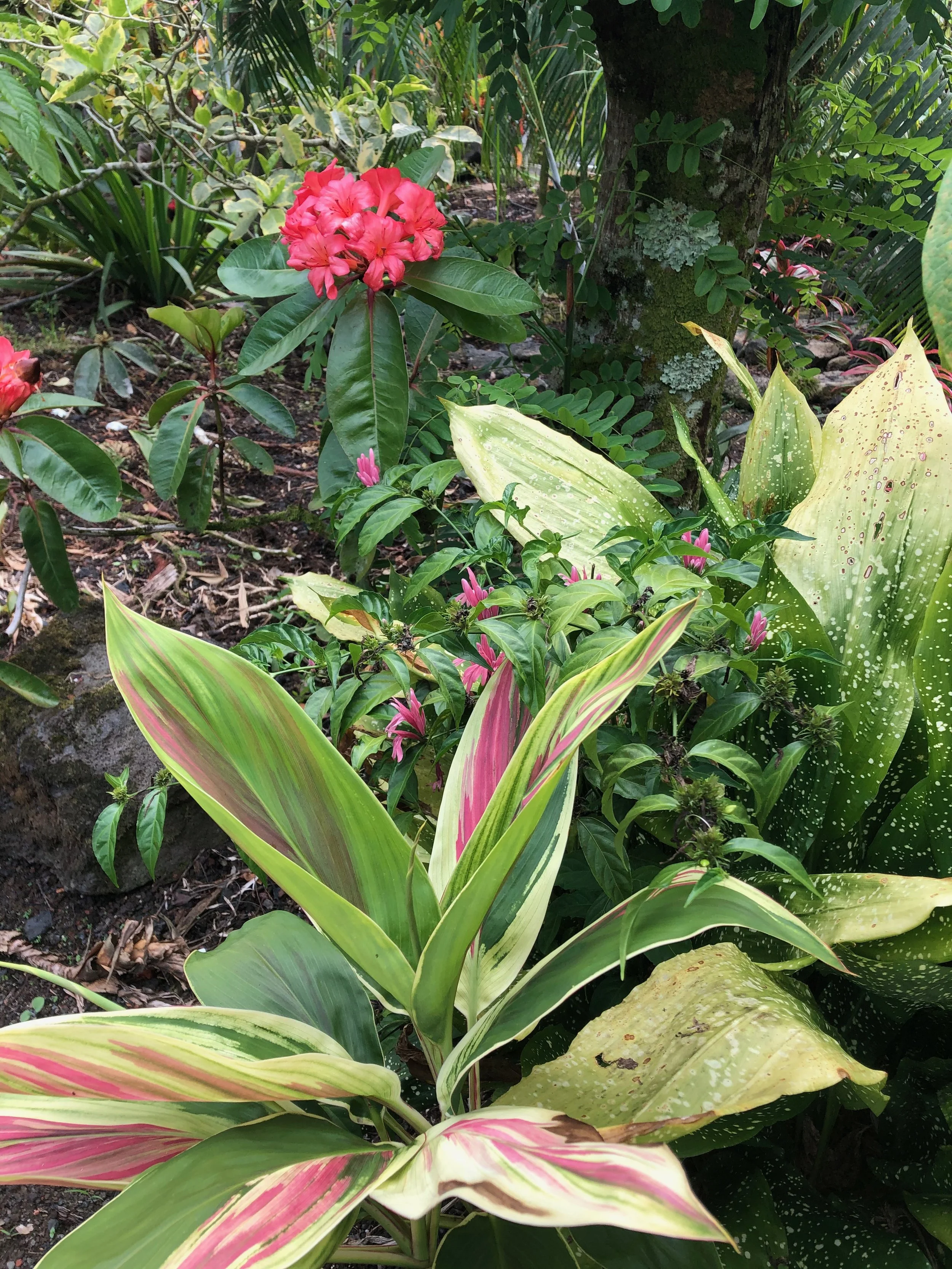 Cordyline terminalis 'Exotica' (Syn. 'Tricolor) — Vintage Green Farms ...