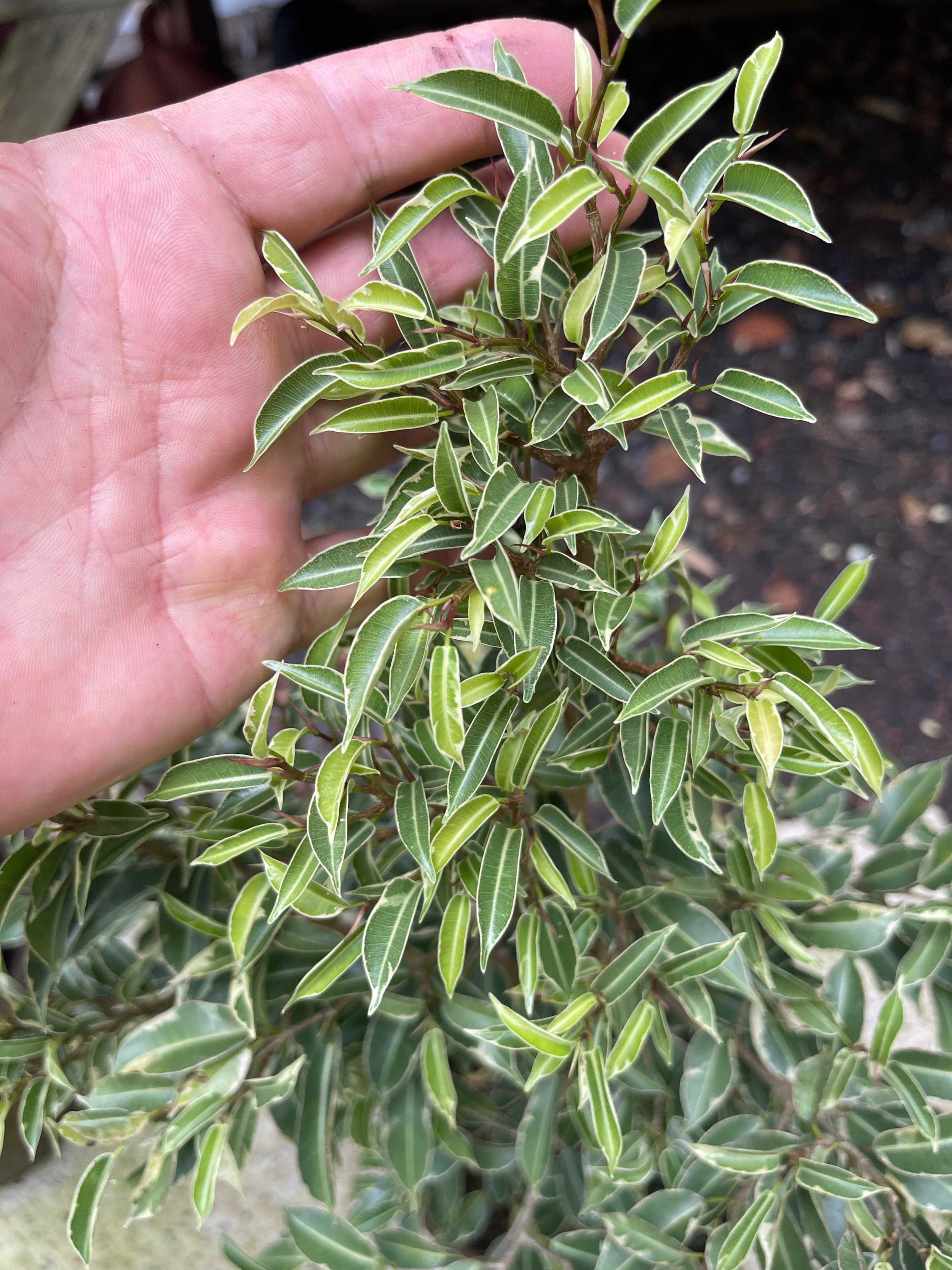 Ficus benjamina 'Nina' — Vintage Green Farms with Tom Piergrossi