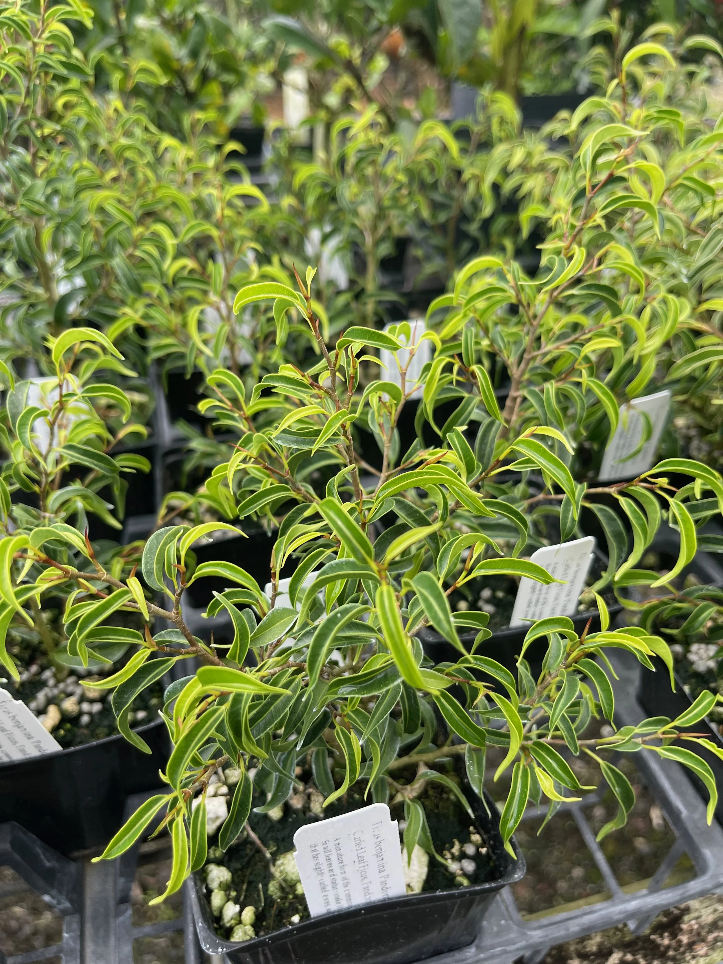 Ficus benjamina 'Pandora' — Vintage Green Farms with Tom Piergrossi