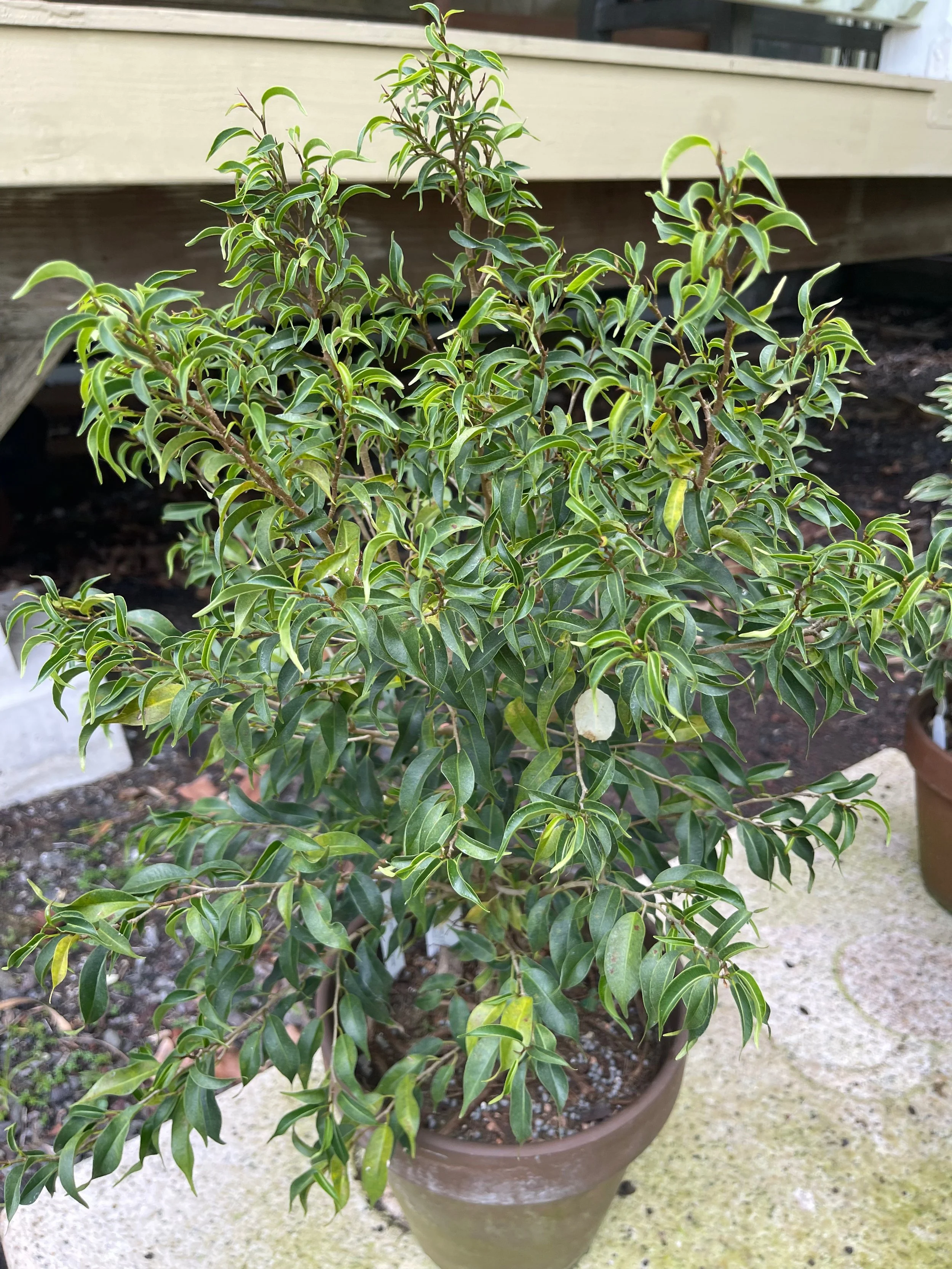 Ficus benjamina 'Pandora' — Vintage Green Farms with Tom Piergrossi