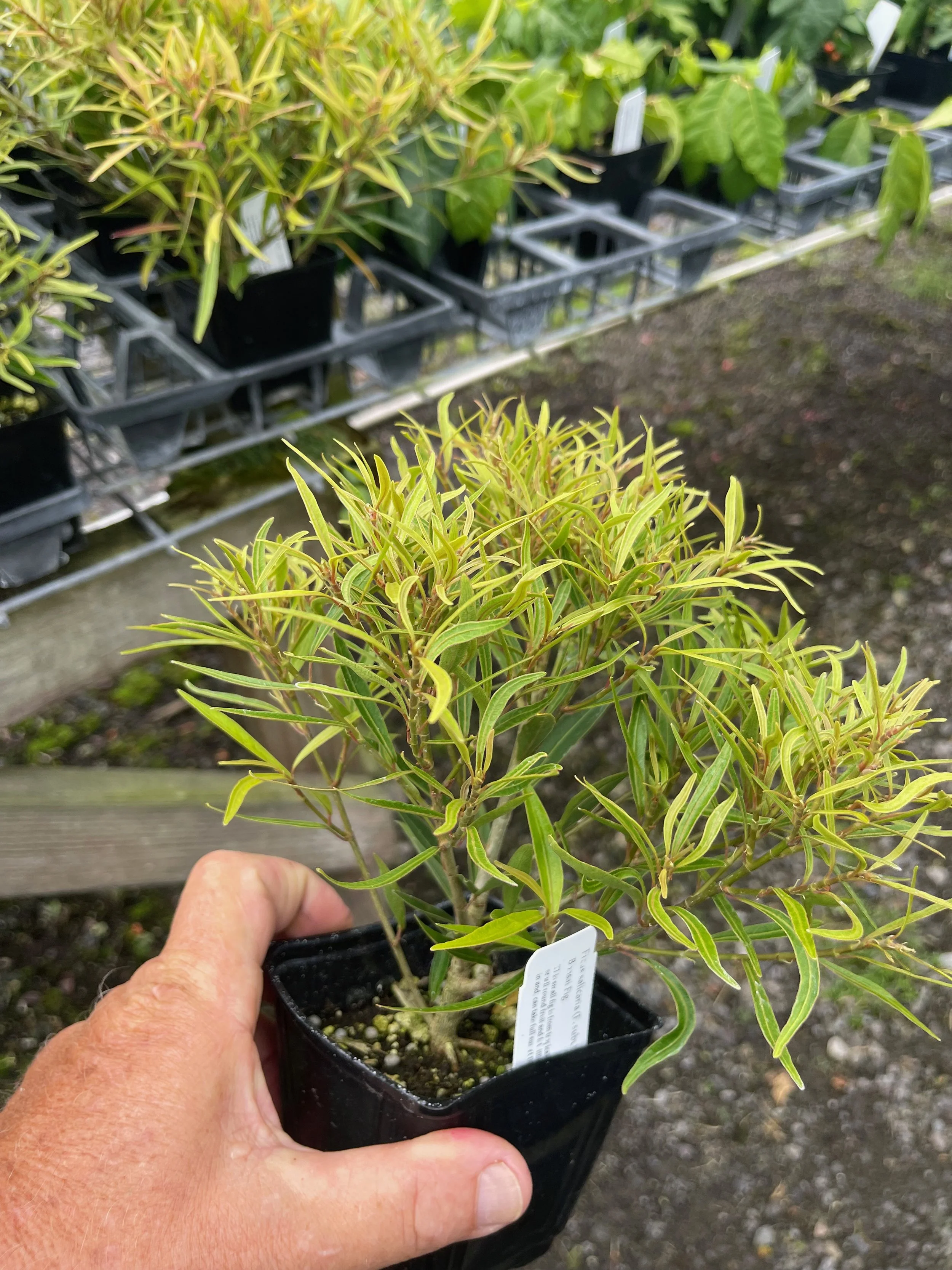 Ficus salicaria (F. subulata) — Vintage Green Farms with Tom Piergrossi