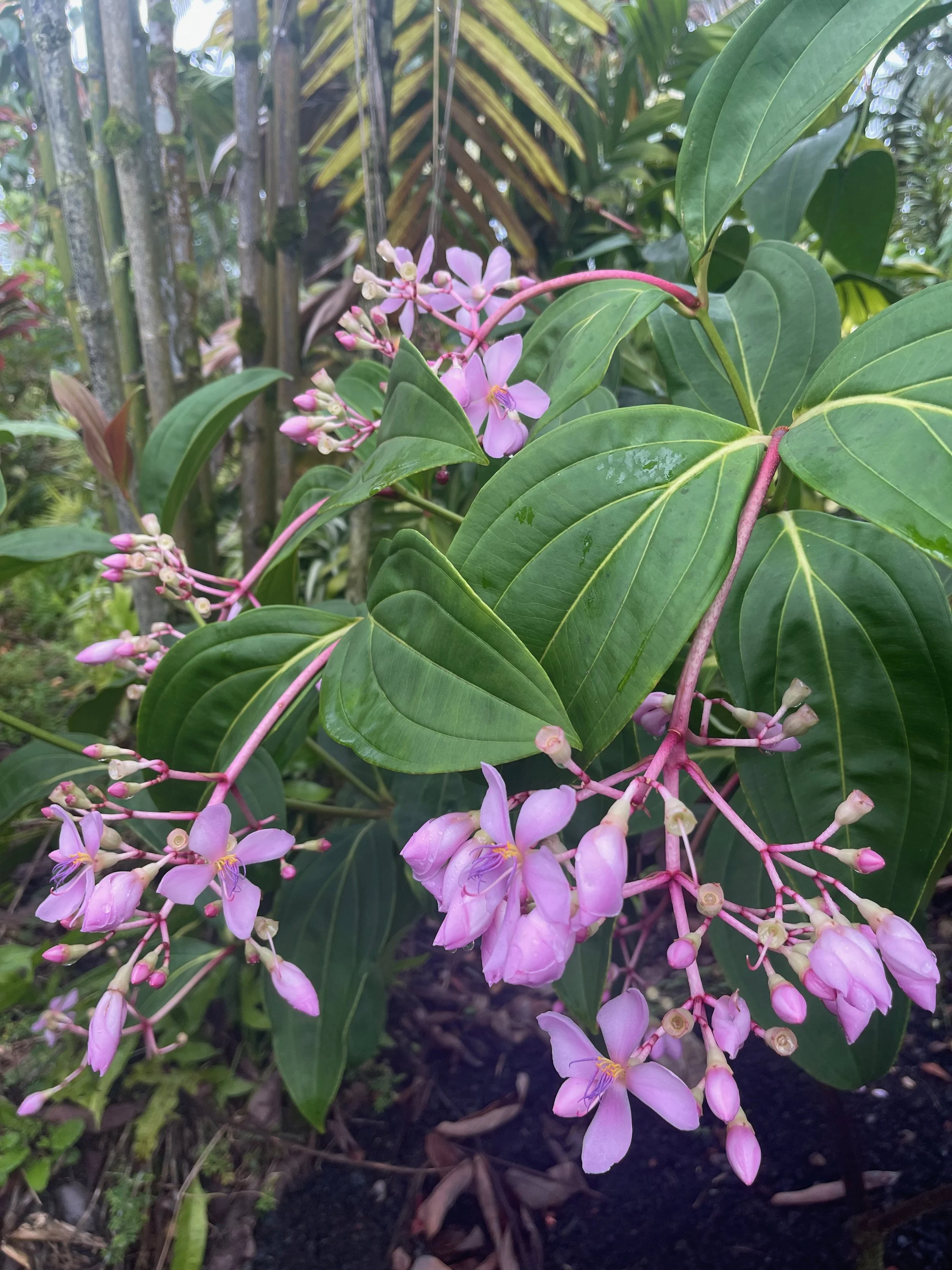 Medinilla apoensis — Vintage Green Farms with Tom Piergrossi