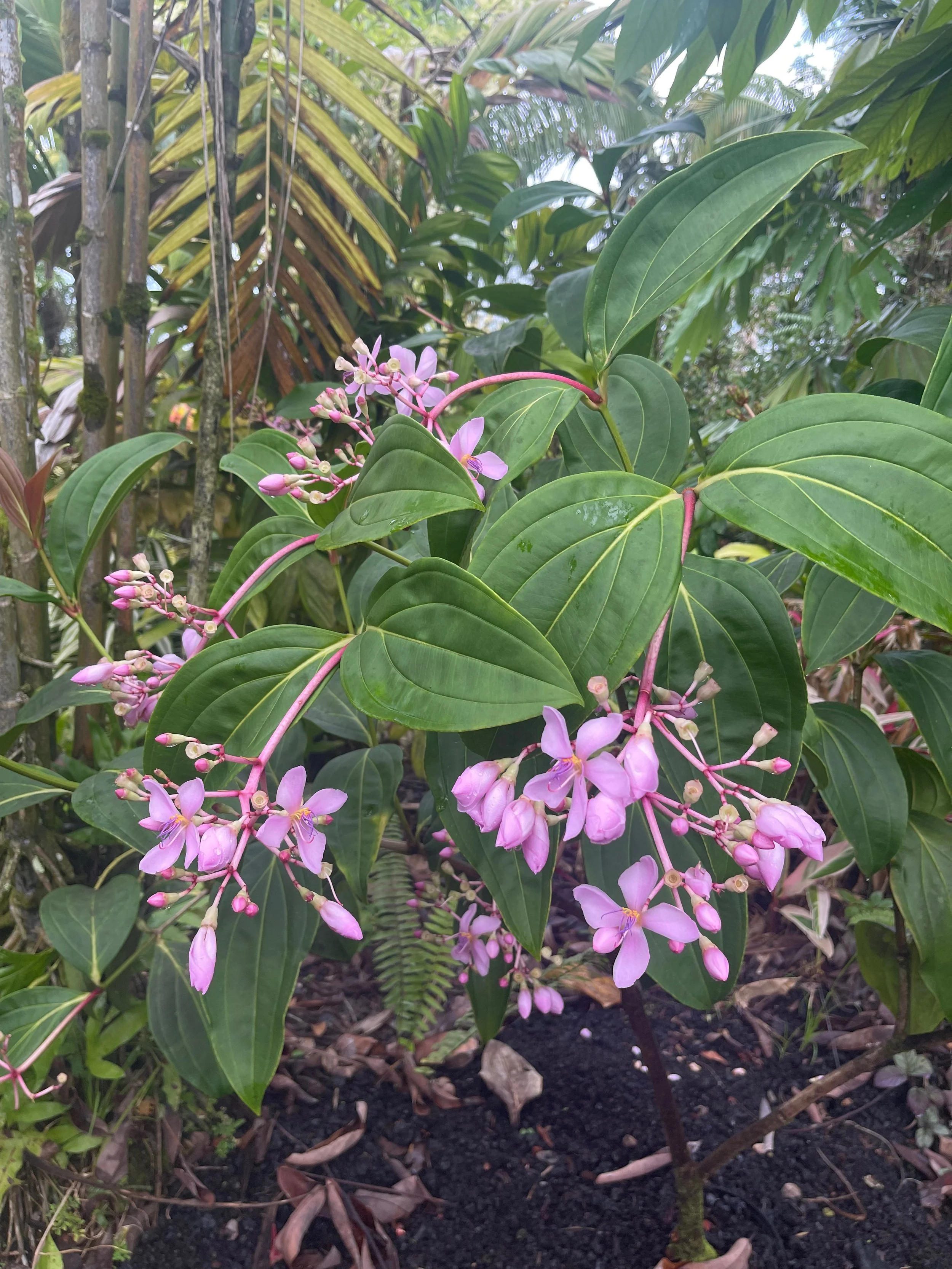 Medinilla apoensis — Vintage Green Farms with Tom Piergrossi