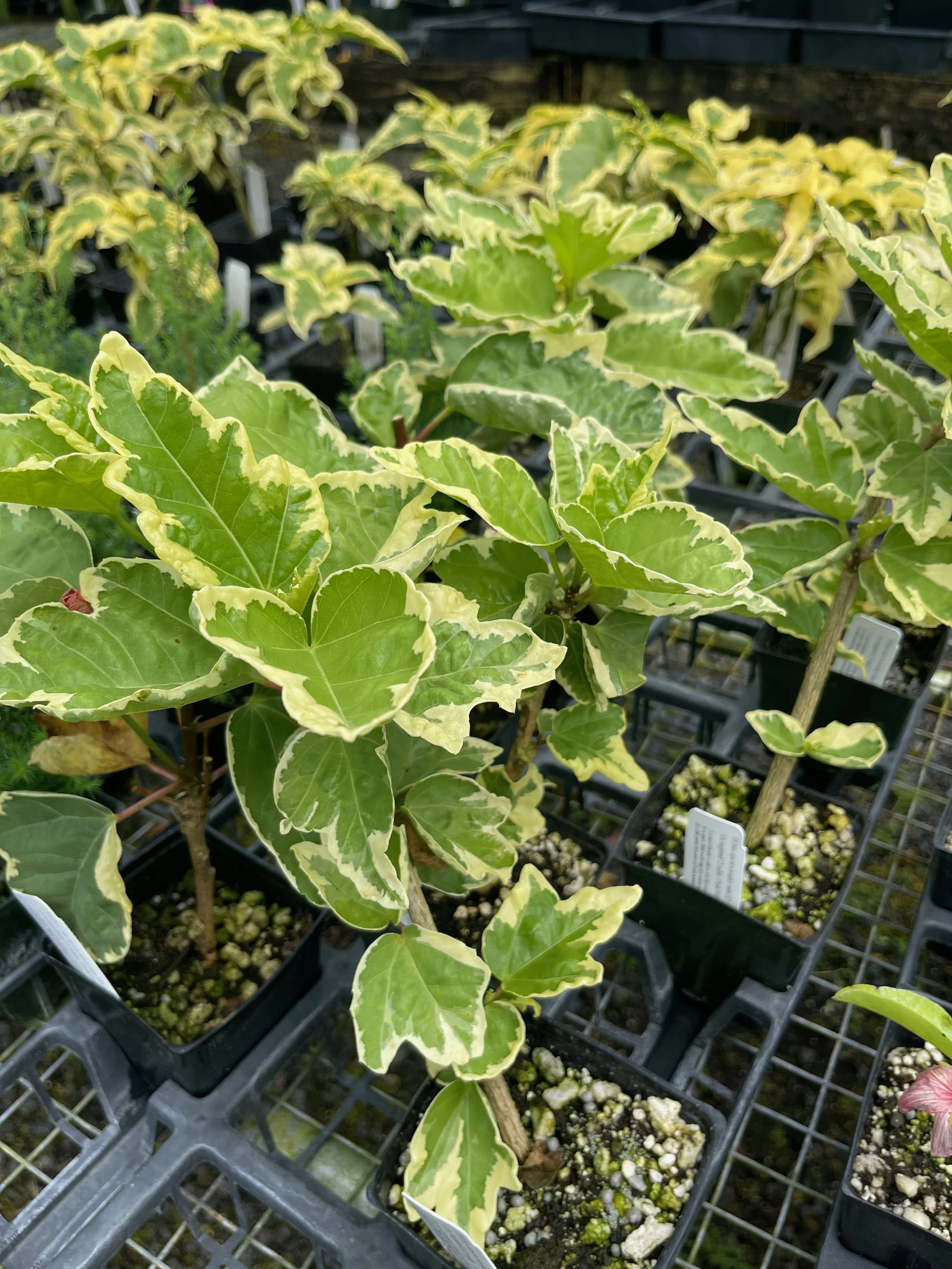 Hibiscus rosa-sinensis (Double Pink Variegated) — Vintage Green Farms ...