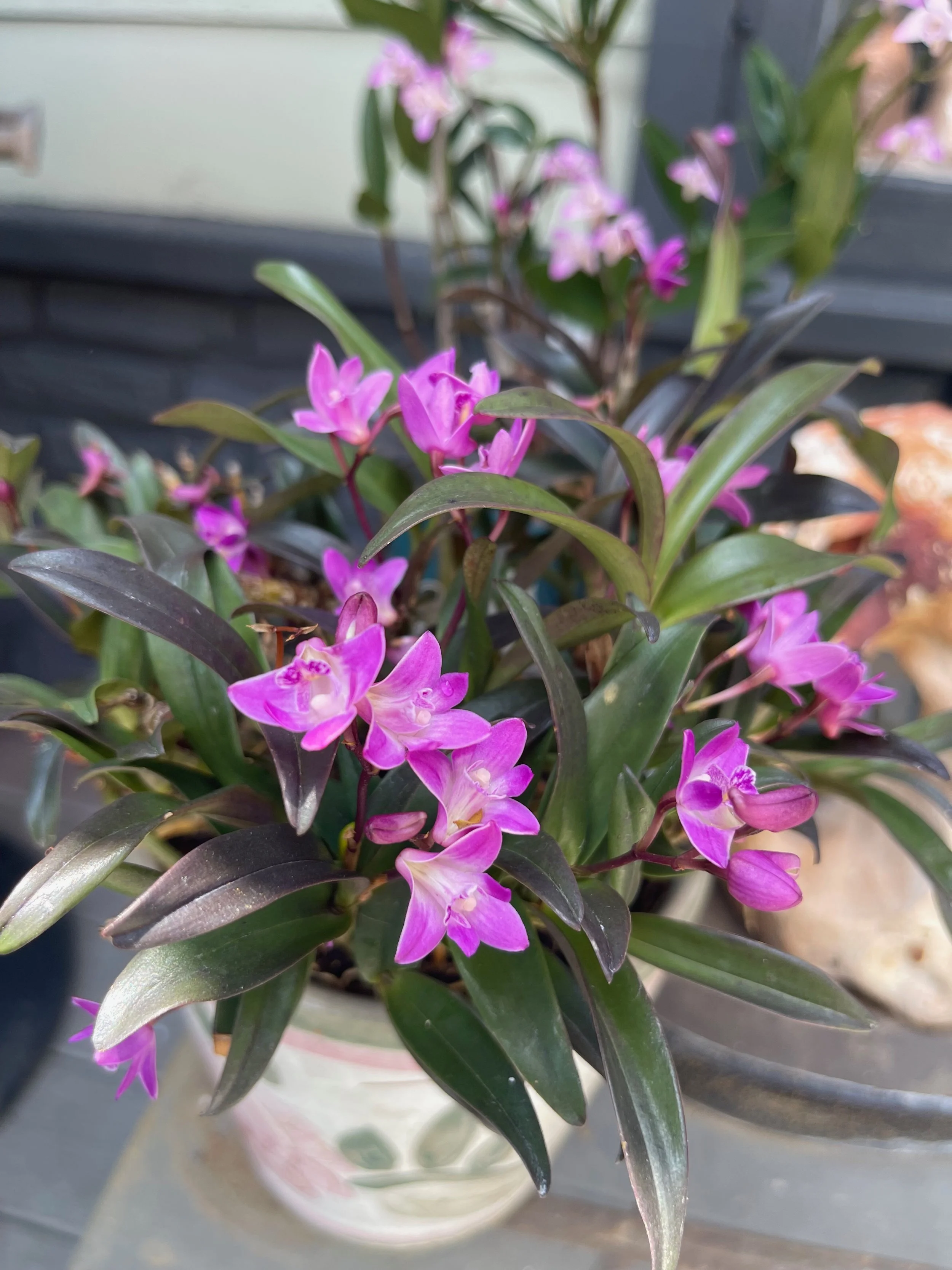 Dendrobium kingianum ‘Tunsteds Pink’ x K66 — Vintage Green Farms with ...