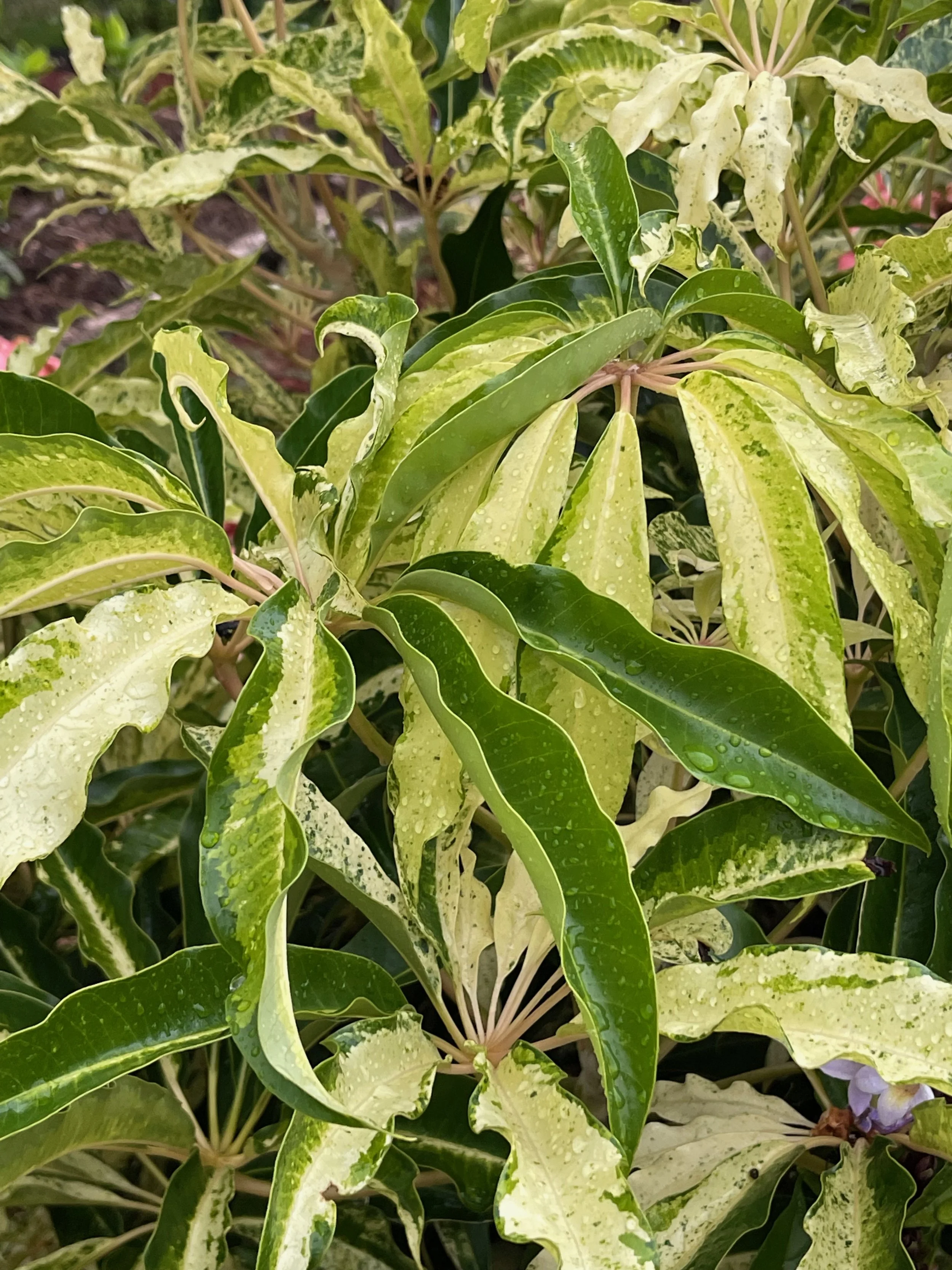 Schefflera pueckleri variegata (2) — Vintage Green Farms with Tom ...