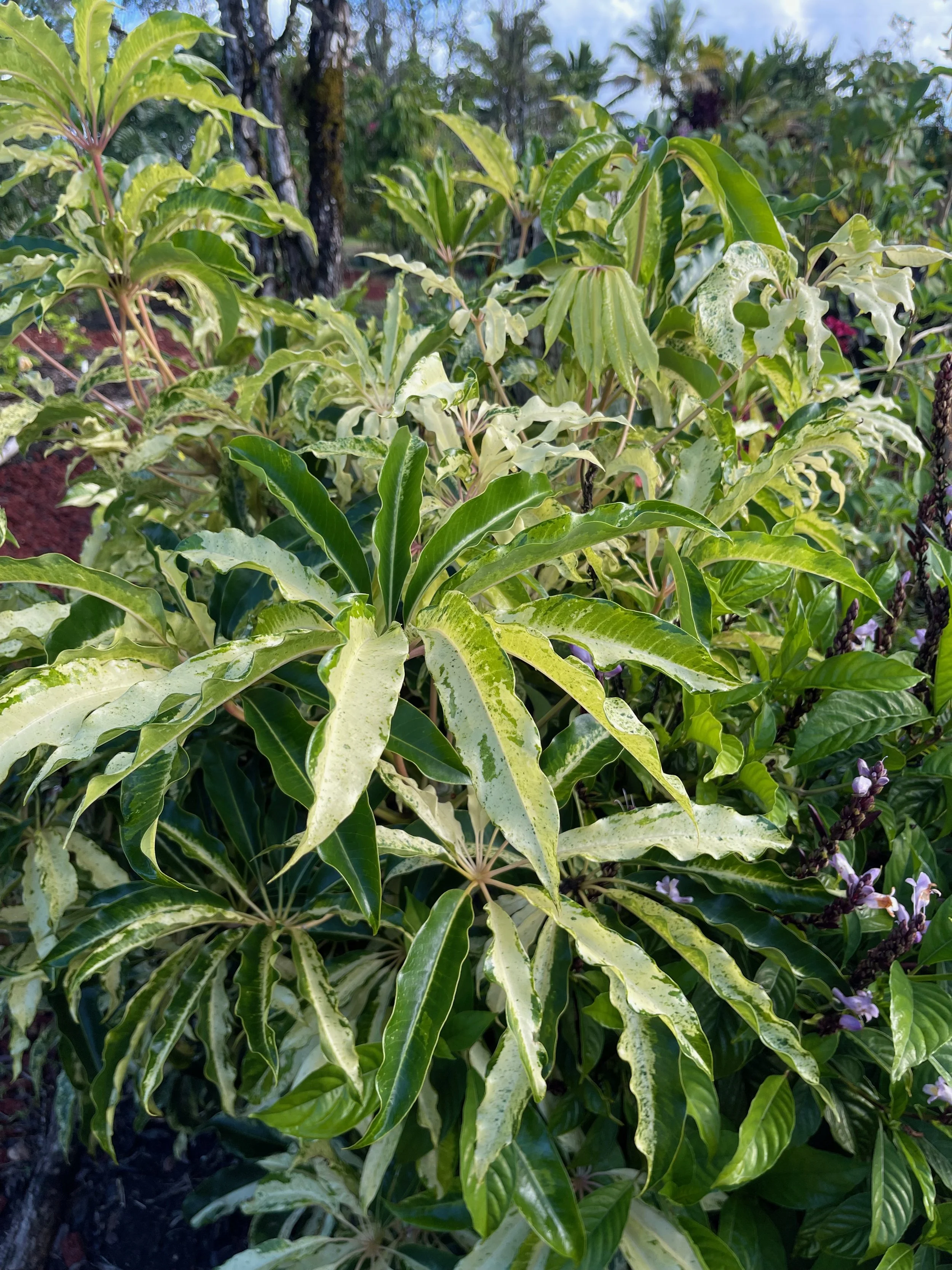 Schefflera pueckleri variegata (2) — Vintage Green Farms with Tom ...