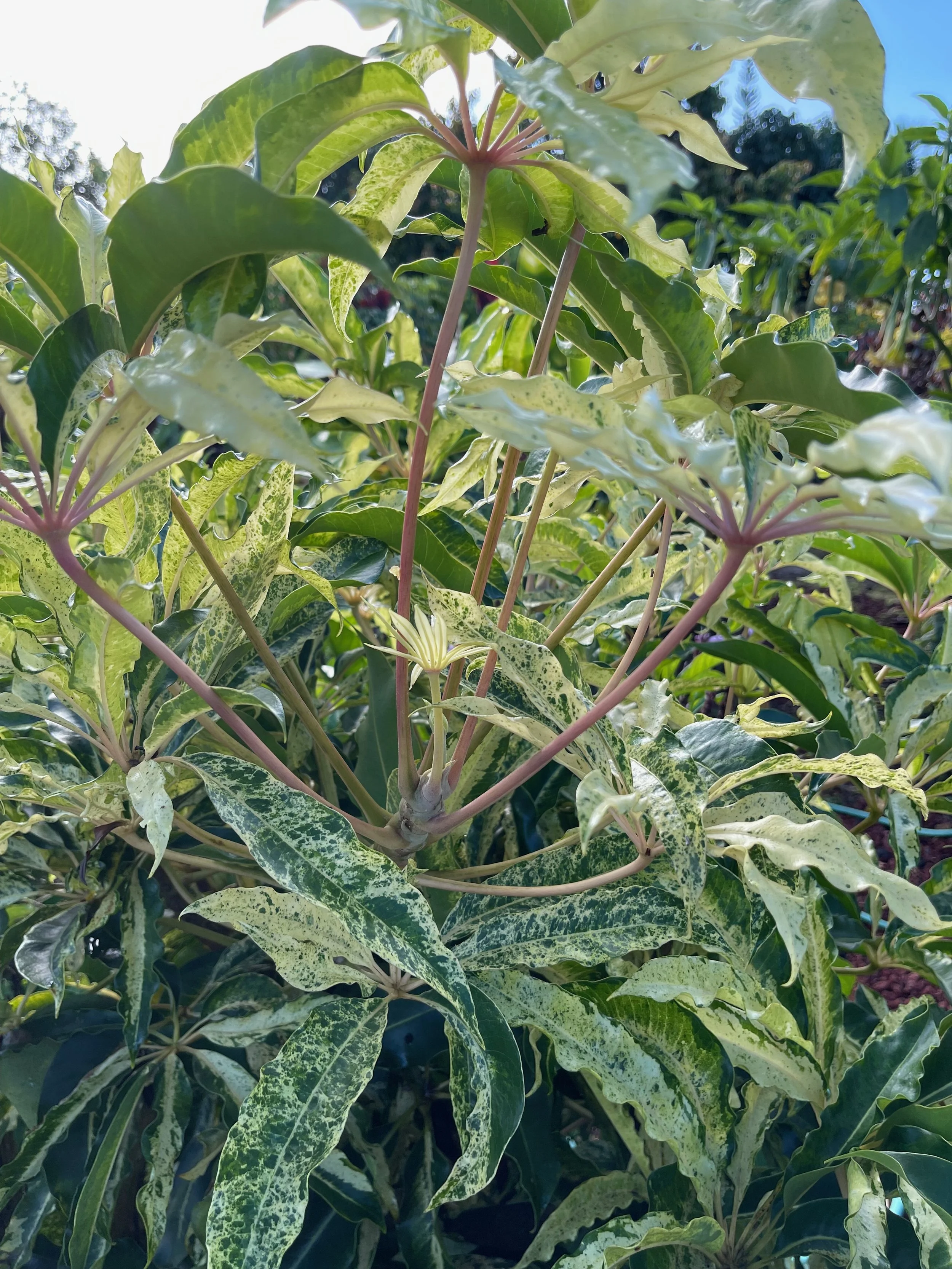 Schefflera pueckleri variegata (2) — Vintage Green Farms with Tom ...