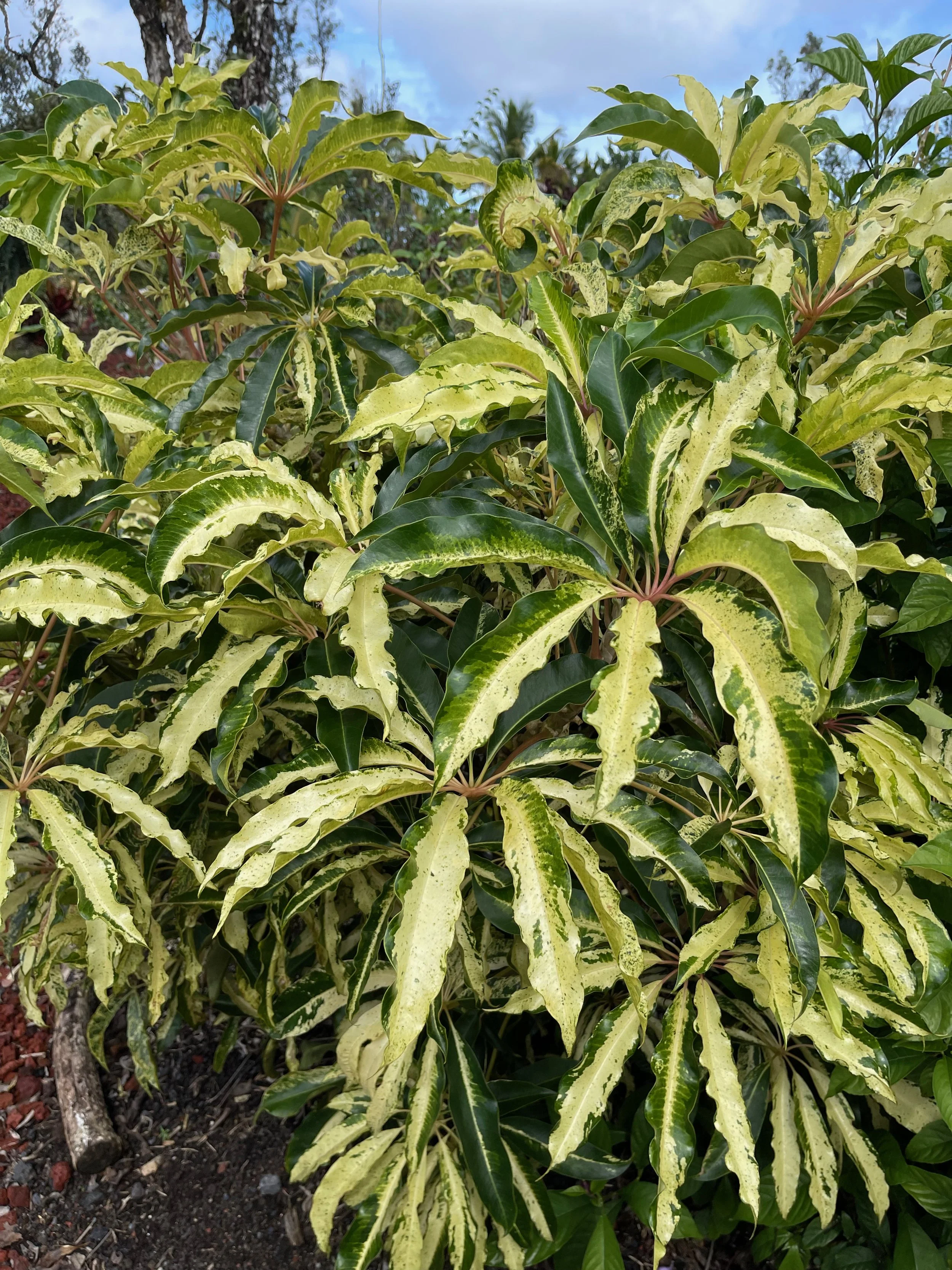 Schefflera pueckleri variegata (2) — Vintage Green Farms with Tom ...