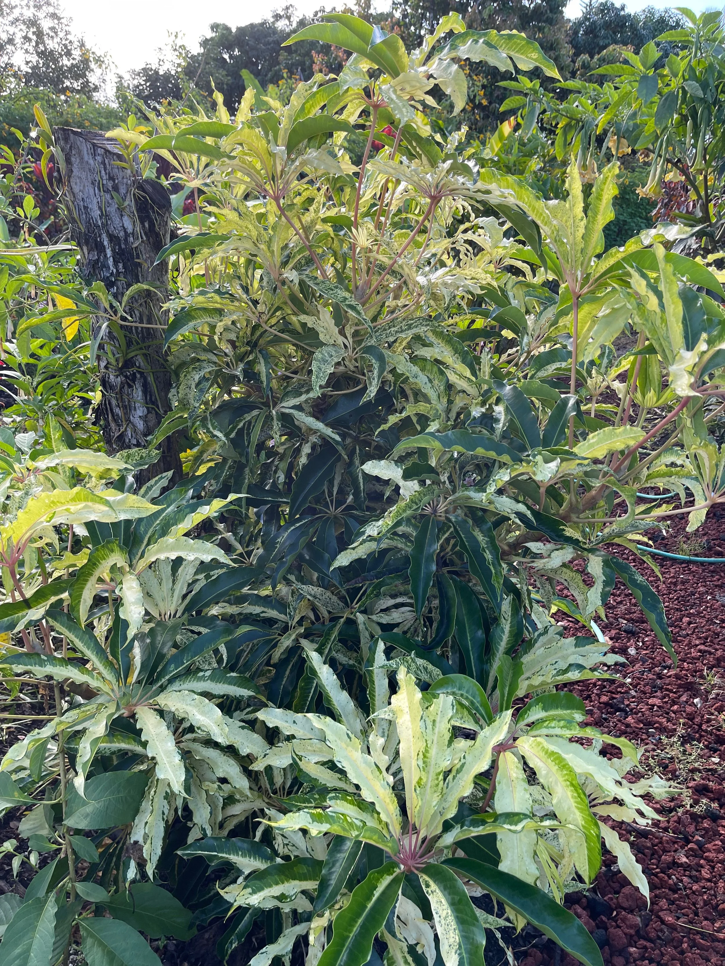 Schefflera pueckleri variegata (2) — Vintage Green Farms with Tom ...