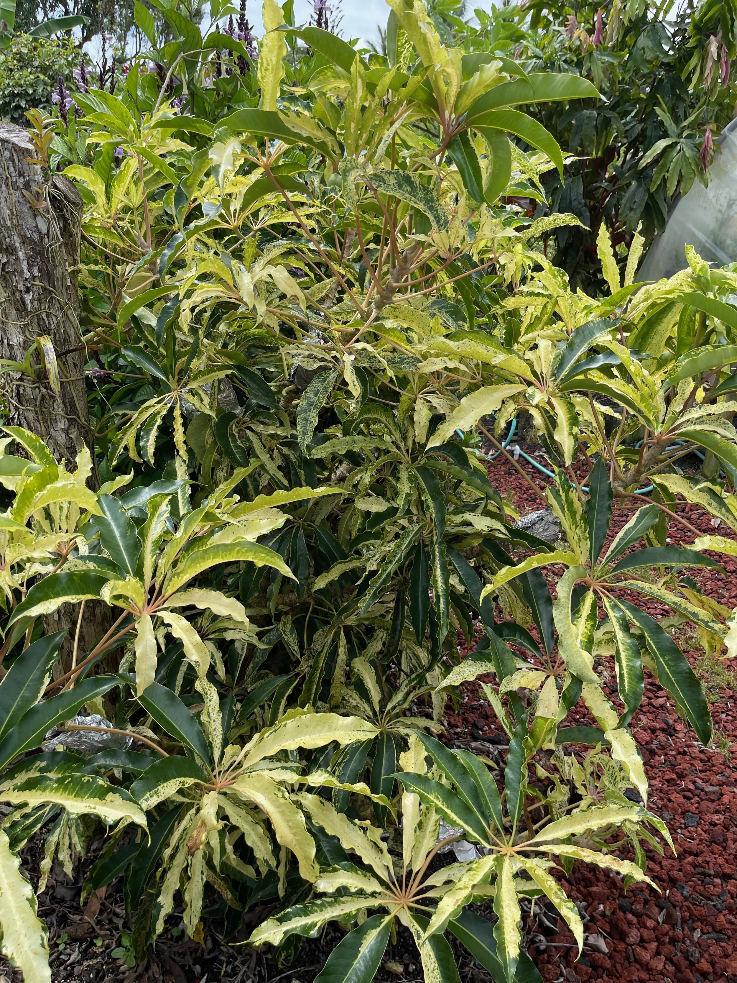 Schefflera pueckleri variegata (2) — Vintage Green Farms with Tom ...