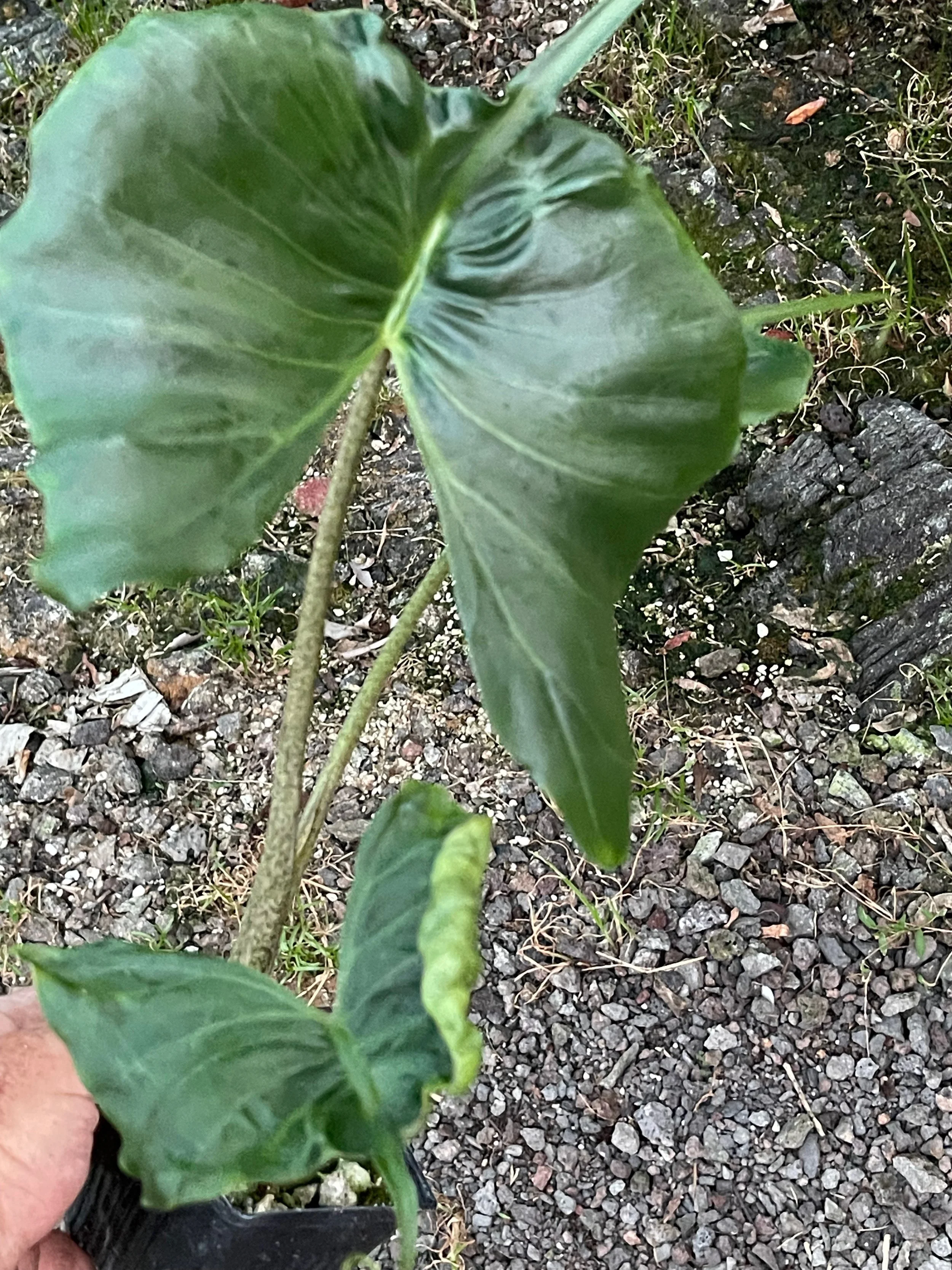 Alocasia macrorrhiza ‘Stingray’ — Vintage Green Farms with Tom Piergrossi