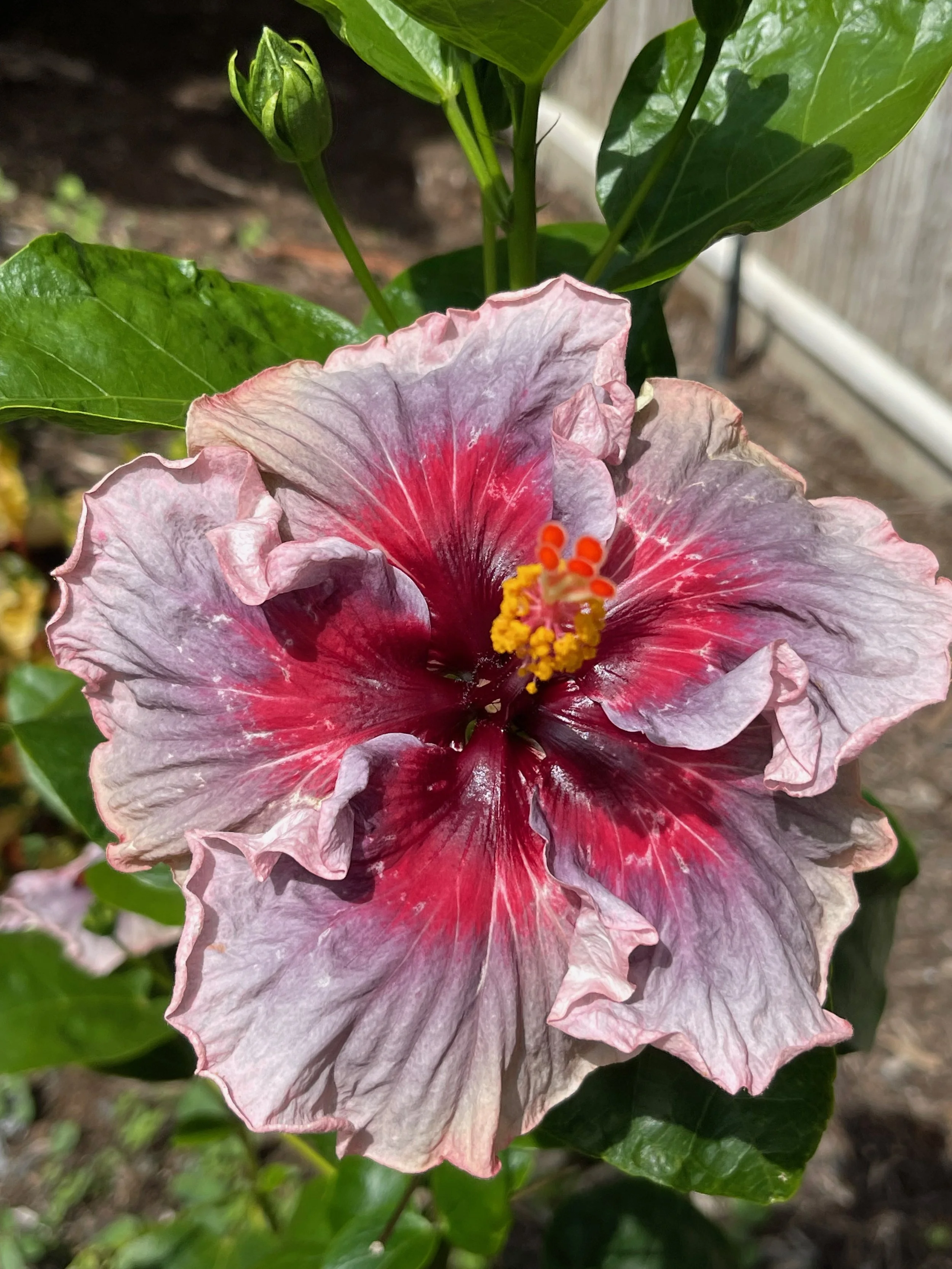 Hibiscus rosa-sinensis 'Kade Archer' — Vintage Green Farms with Tom ...