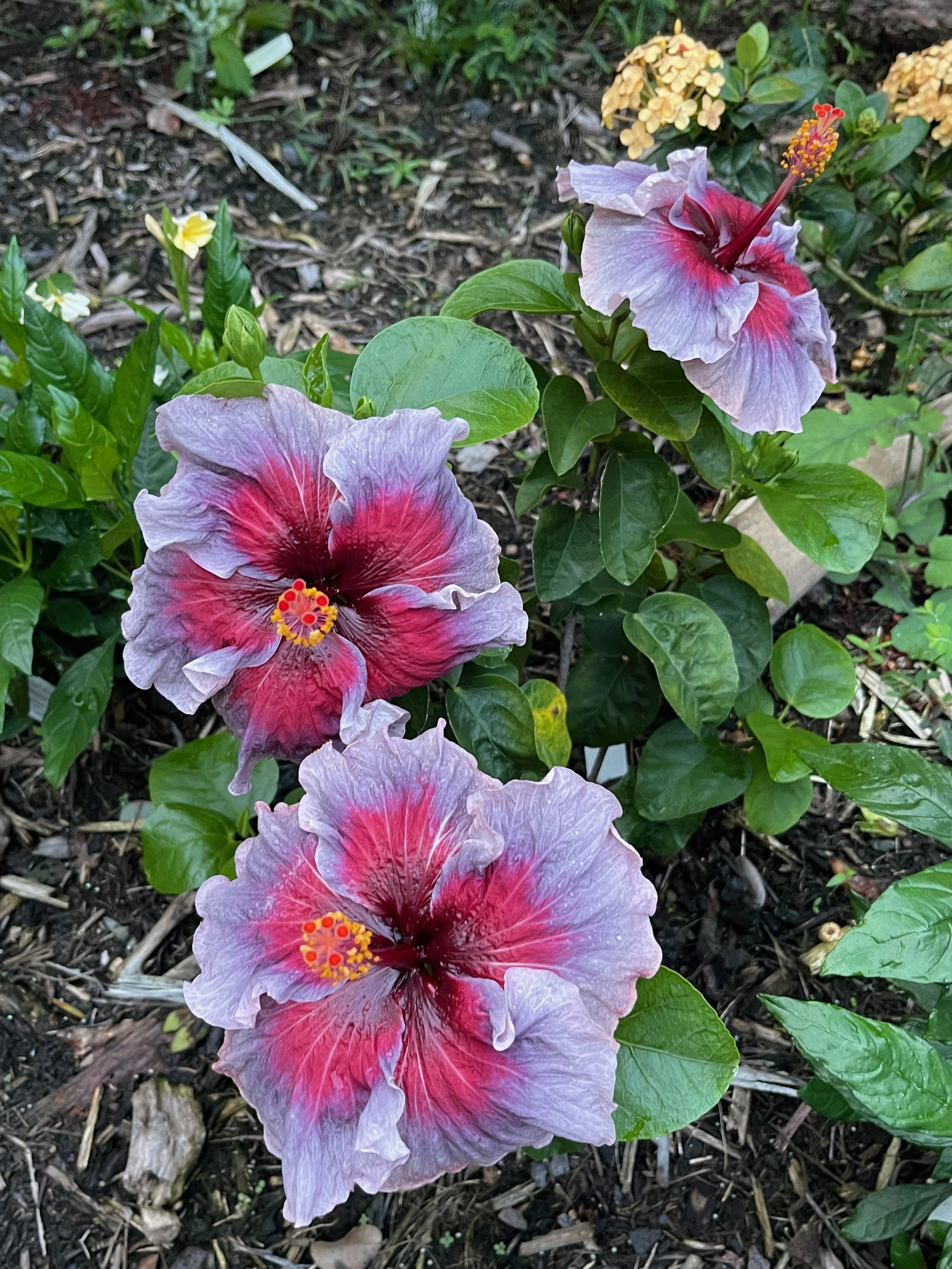 Hibiscus rosa-sinensis 'Kade Archer' — Vintage Green Farms with Tom ...