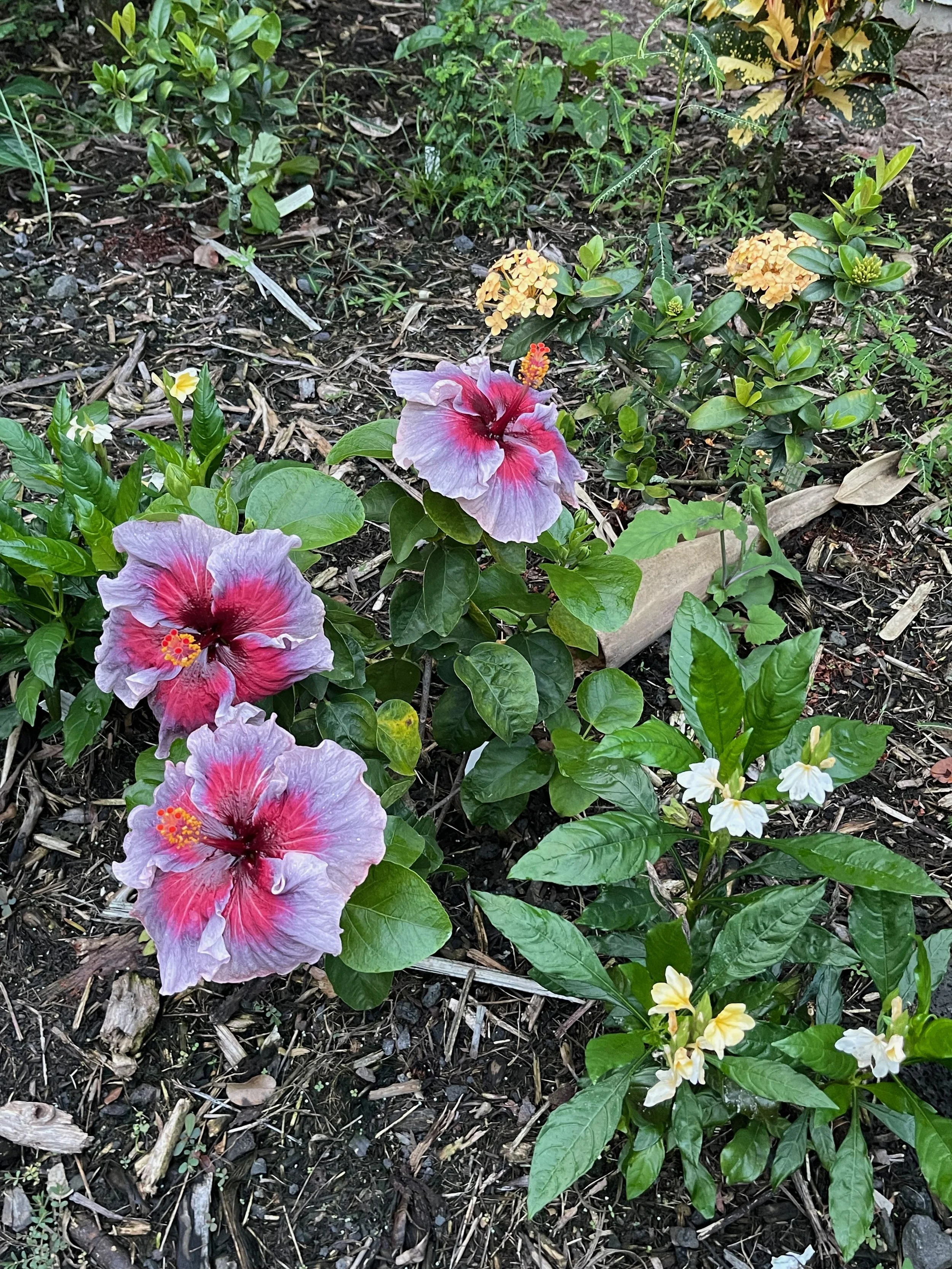 Hibiscus rosa-sinensis 'Kade Archer' — Vintage Green Farms with Tom ...