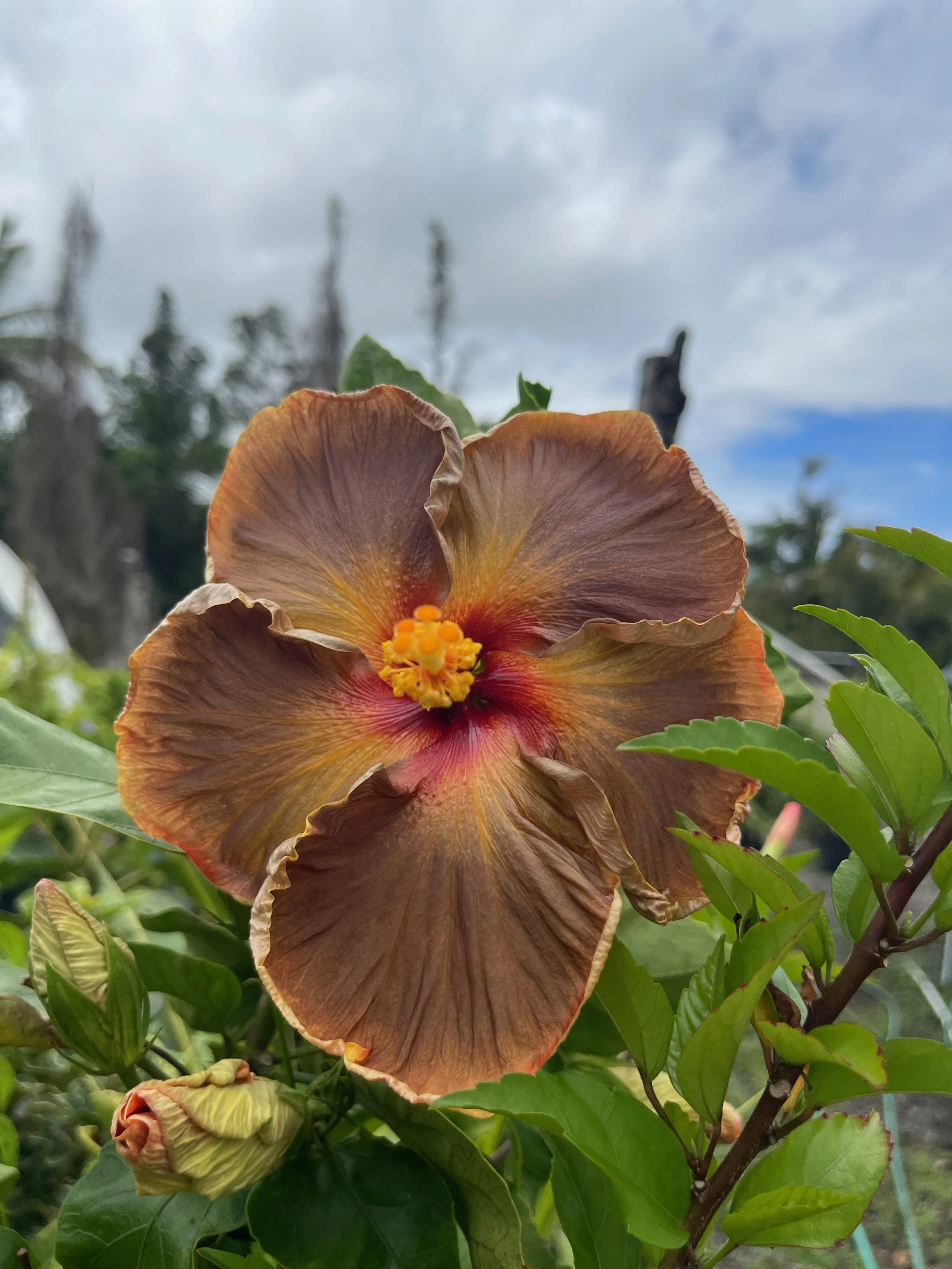 Hibiscus rosa-sinensis 'Masked Bandit' — Vintage Green Farms with Tom ...