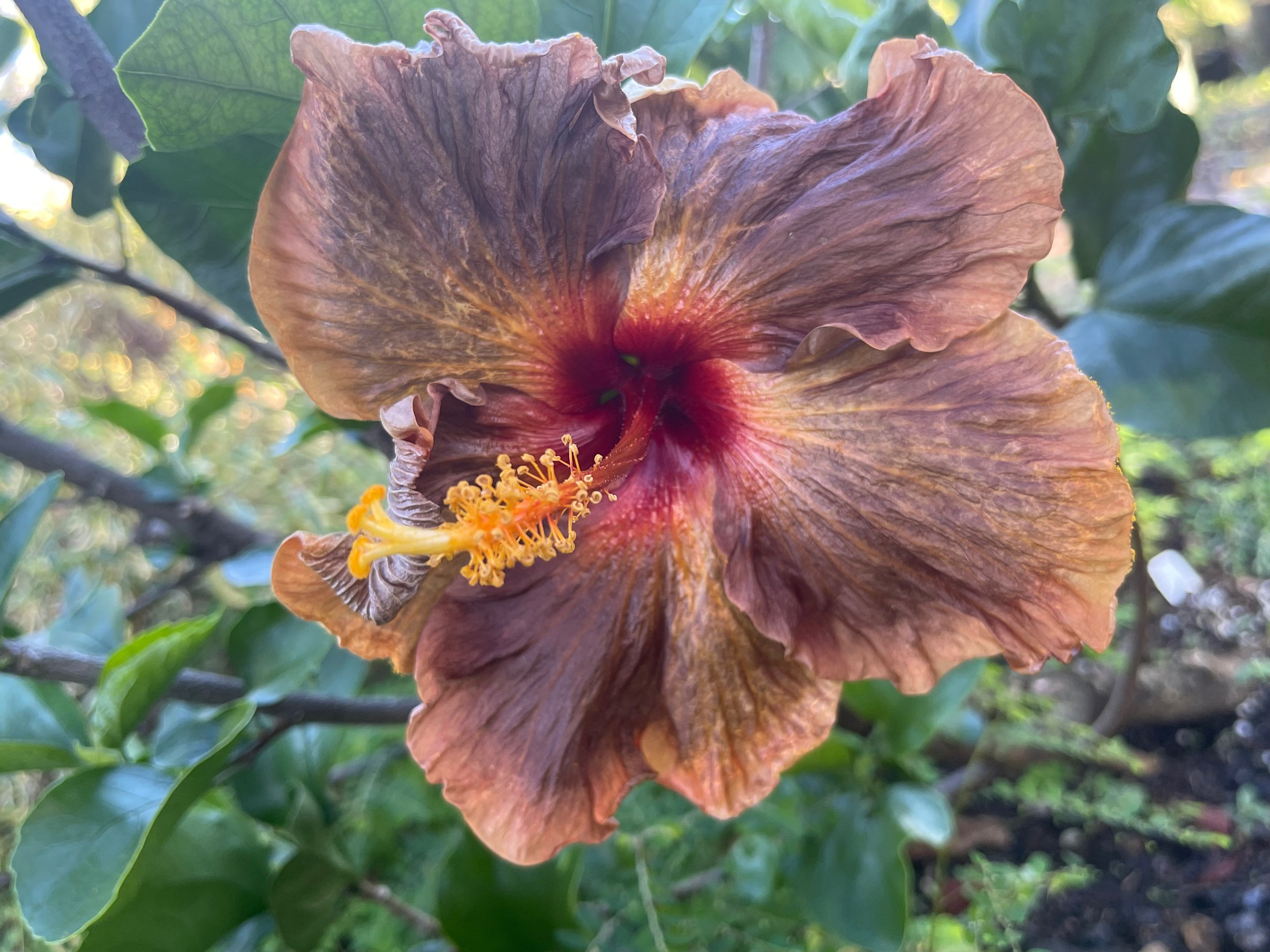 Hibiscus rosa-sinensis 'Masked Bandit' — Vintage Green Farms with Tom ...