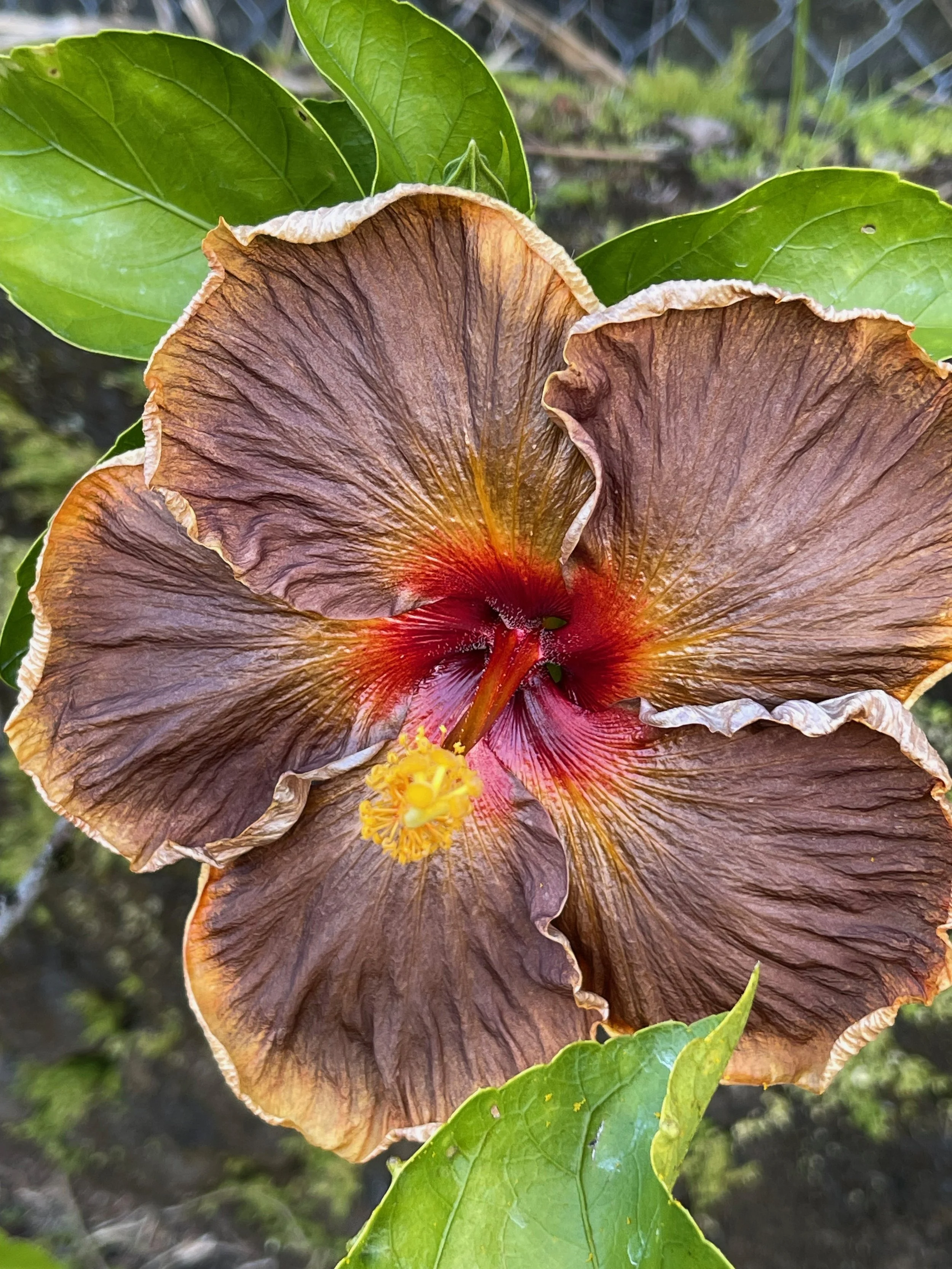 Hibiscus rosa-sinensis 'Masked Bandit' — Vintage Green Farms with Tom ...