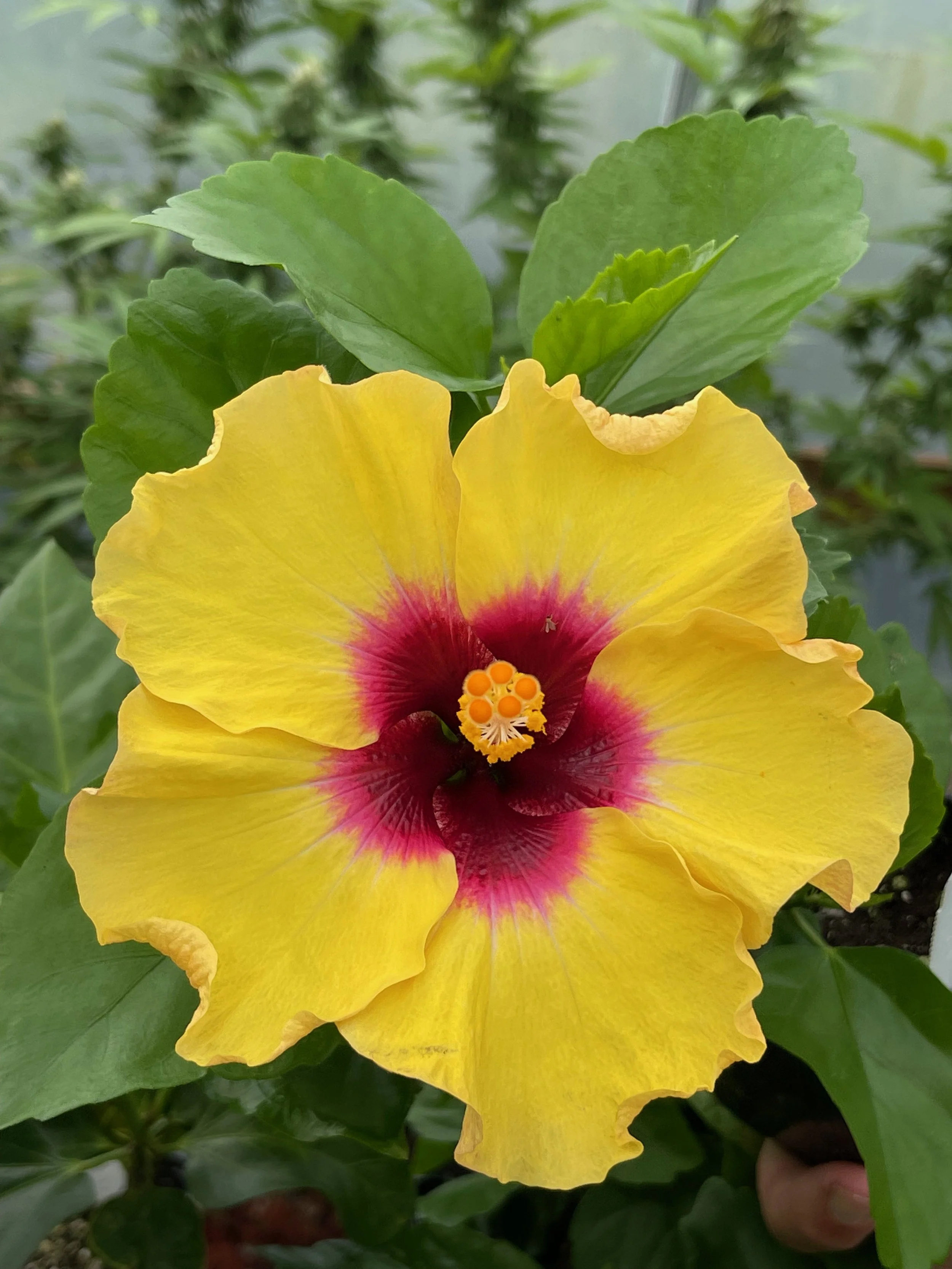 Hibiscus rosa-sinensis 'Rico Suave' — Vintage Green Farms with Tom ...