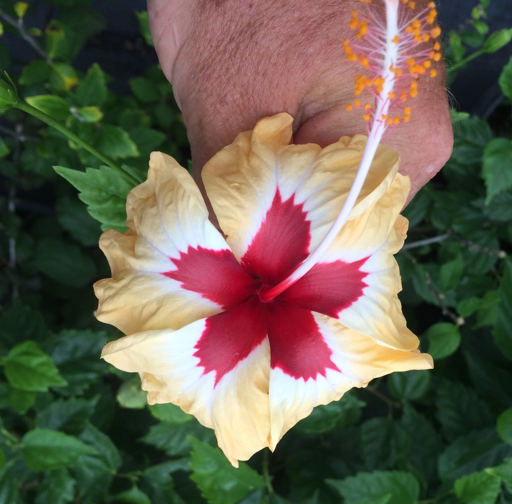 Hibiscus rosa-sinensis ‘Sylvia Goodman’ — Vintage Green Farms with Tom ...