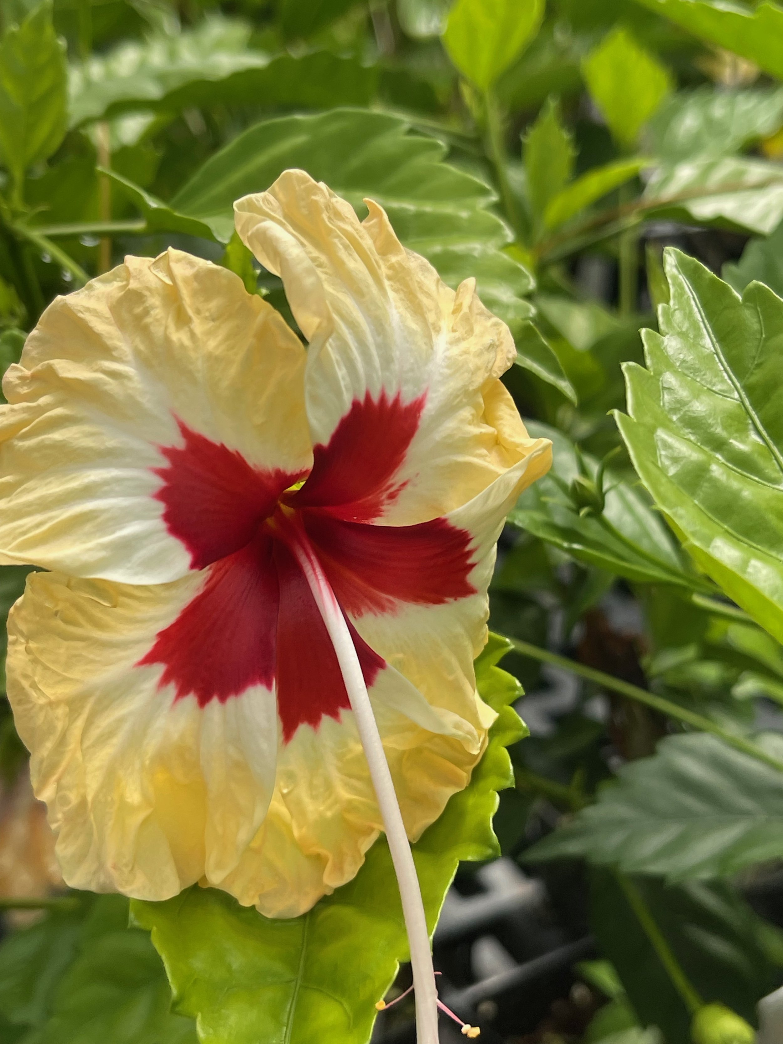 Hibiscus rosa-sinensis ‘Sylvia Goodman’ — Vintage Green Farms with Tom ...