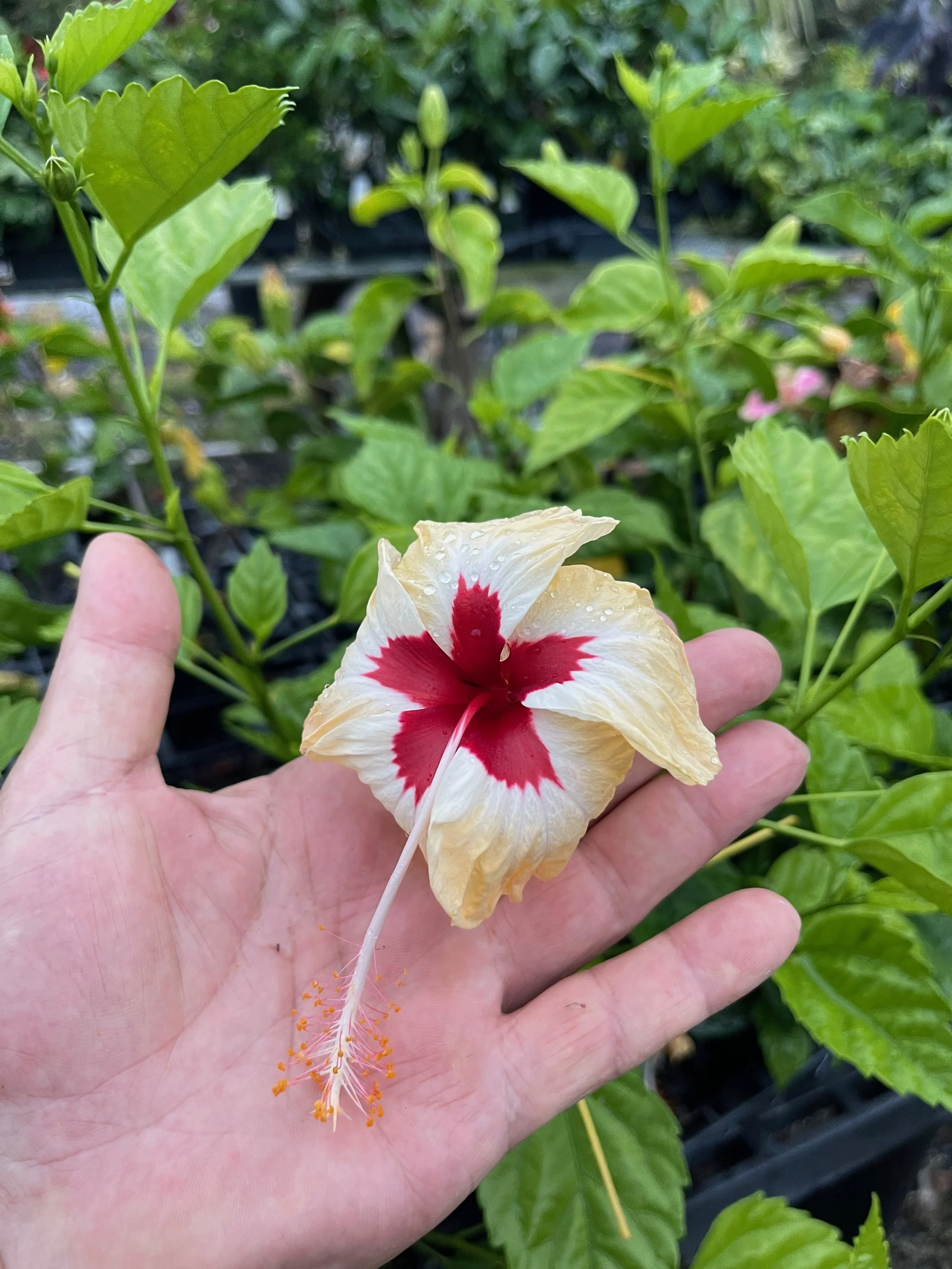 Hibiscus rosa-sinensis ‘Sylvia Goodman’ — Vintage Green Farms with Tom ...