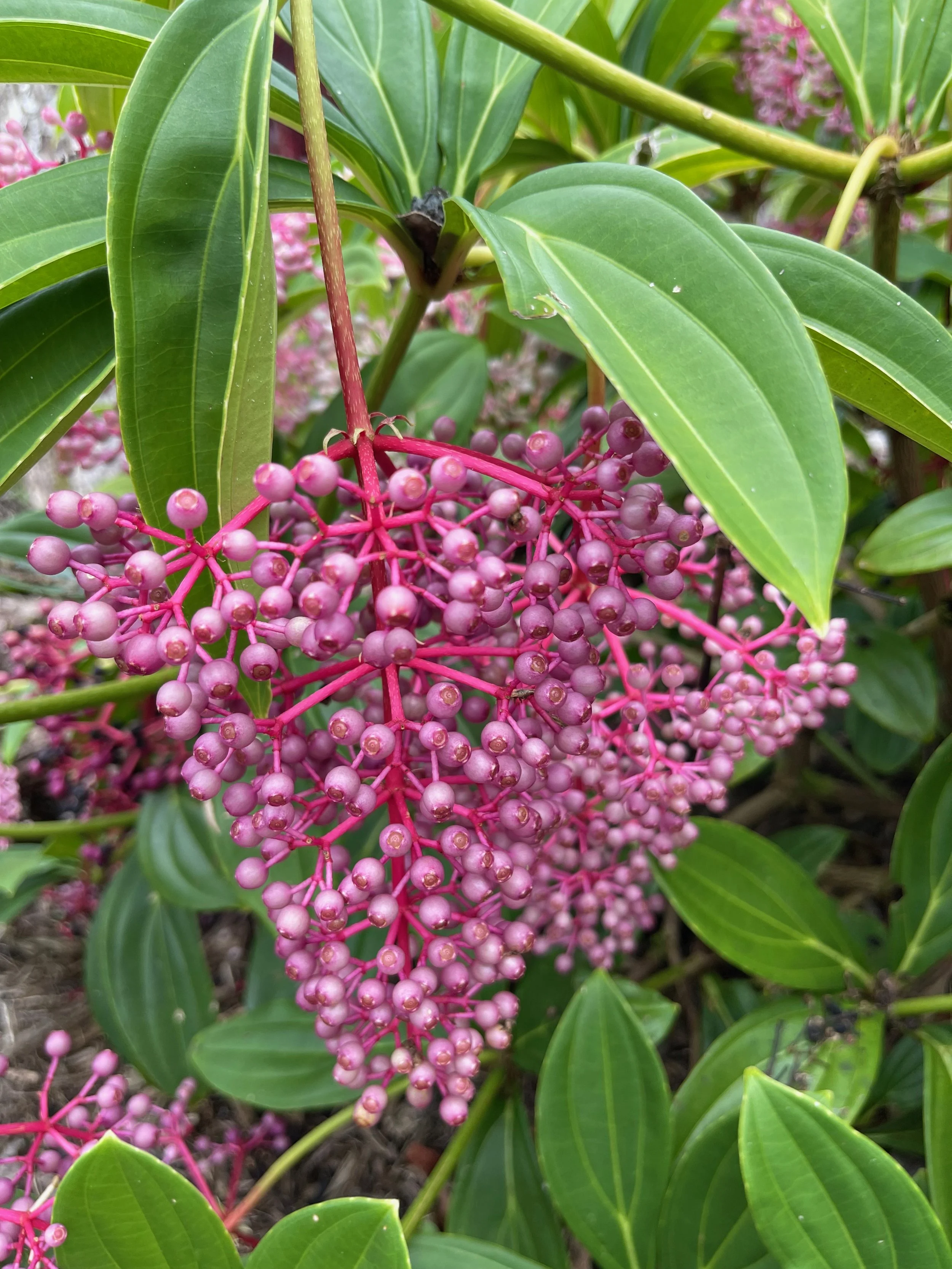 Medinilla multiflora (M. myriantha) — Vintage Green Farms with Tom ...