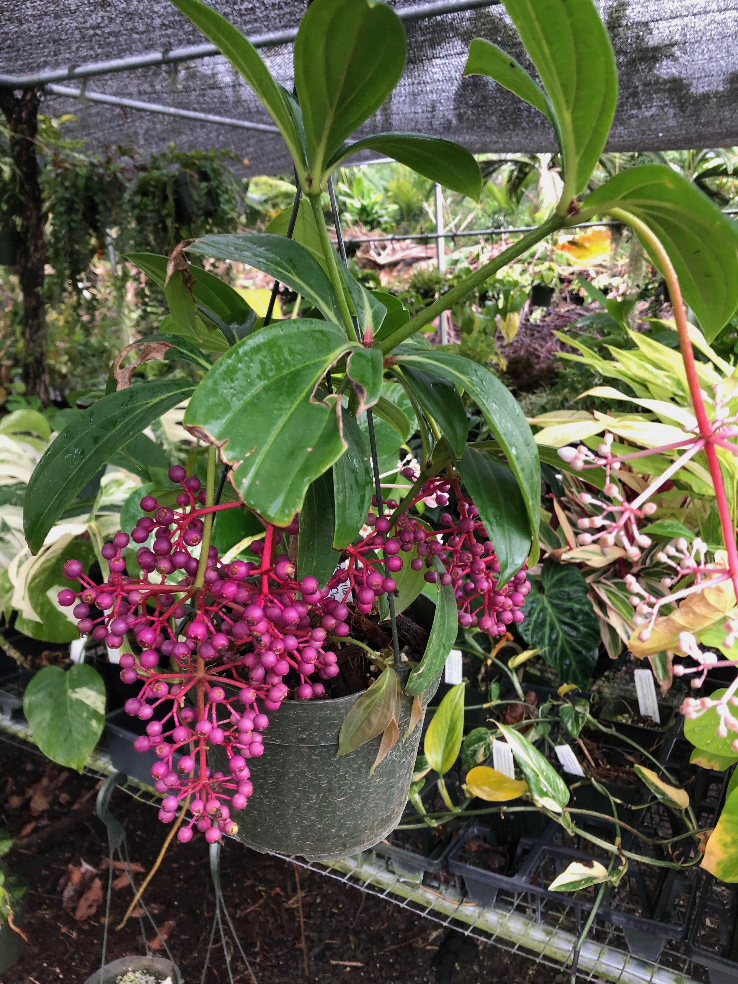 Medinilla multiflora (M. myriantha) — Vintage Green Farms with Tom ...
