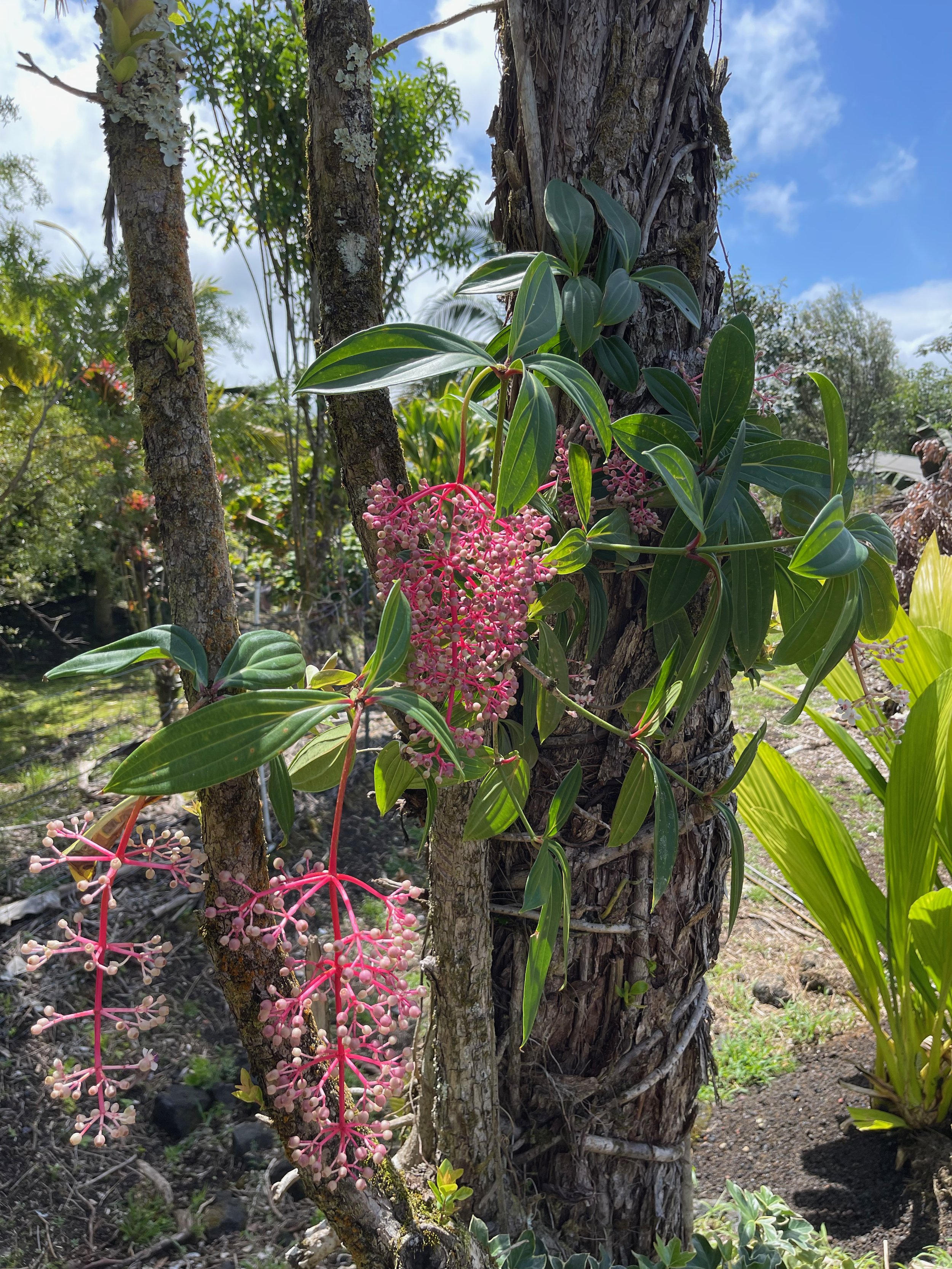 Medinilla multiflora (M. myriantha) — Vintage Green Farms with Tom ...
