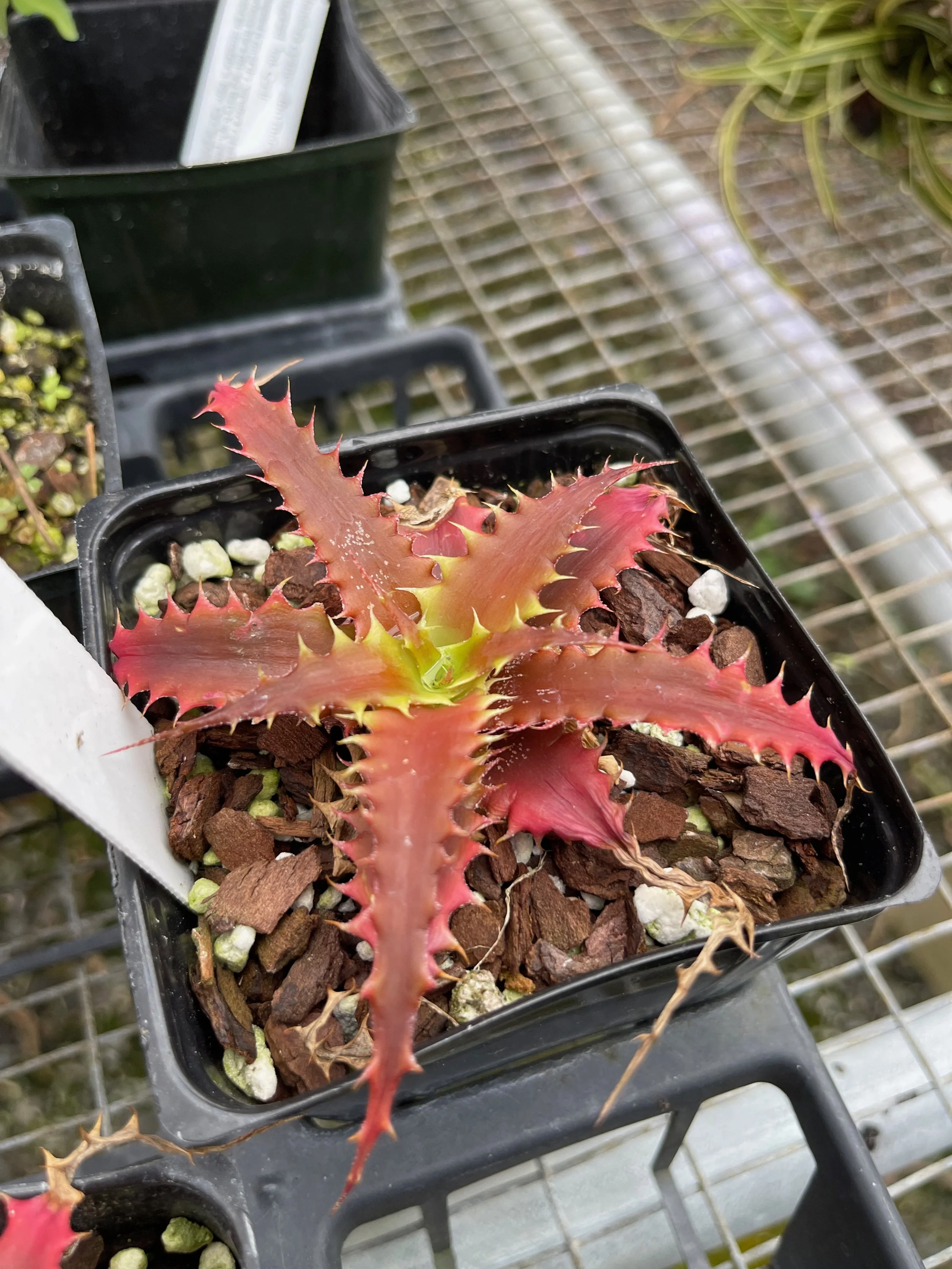 Cryptbergia 'Copper Penny' (Orthophytum) — Vintage Green Farms with Tom ...