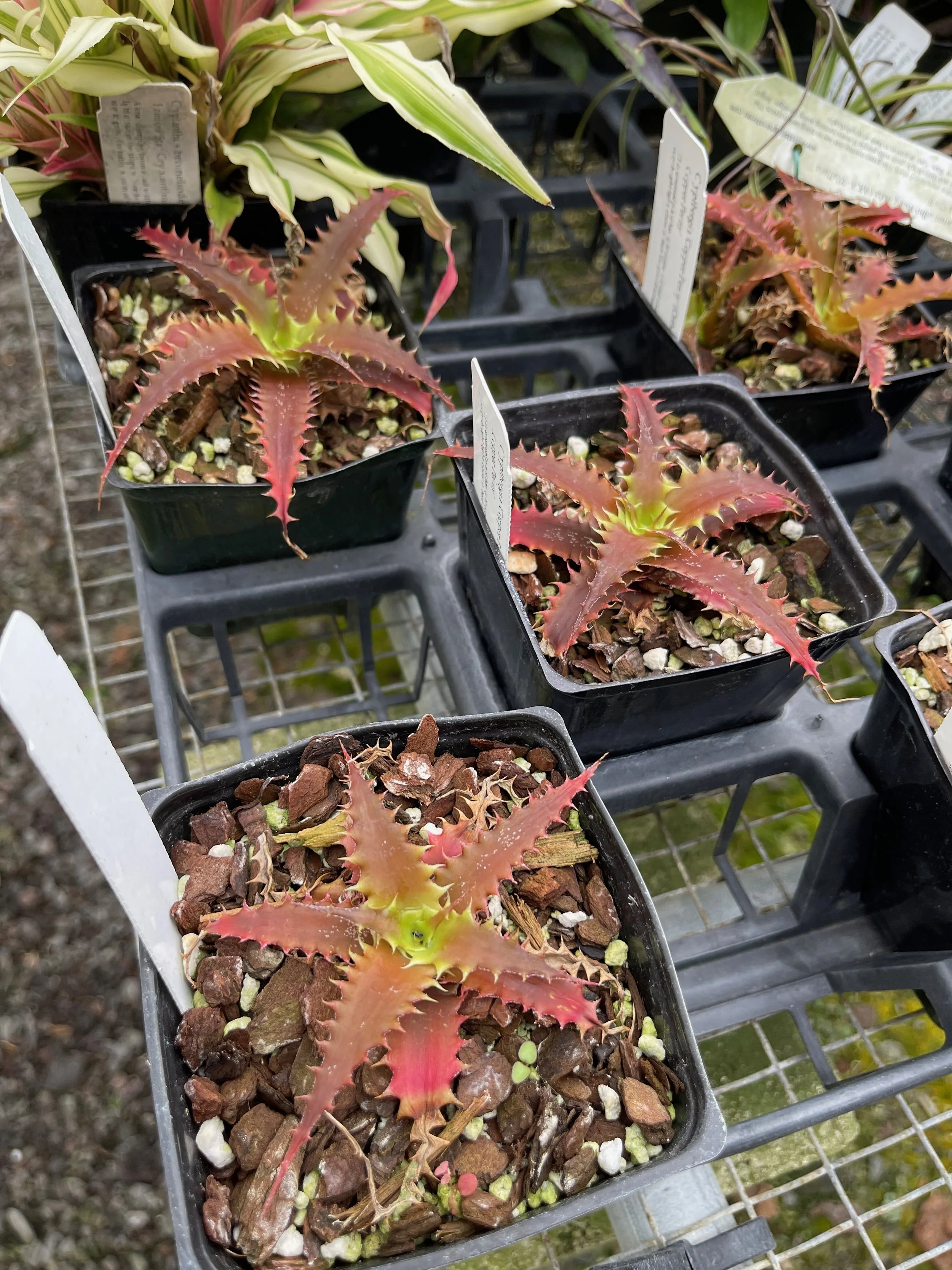 Cryptbergia 'Copper Penny' (Orthophytum) — Vintage Green Farms with Tom ...
