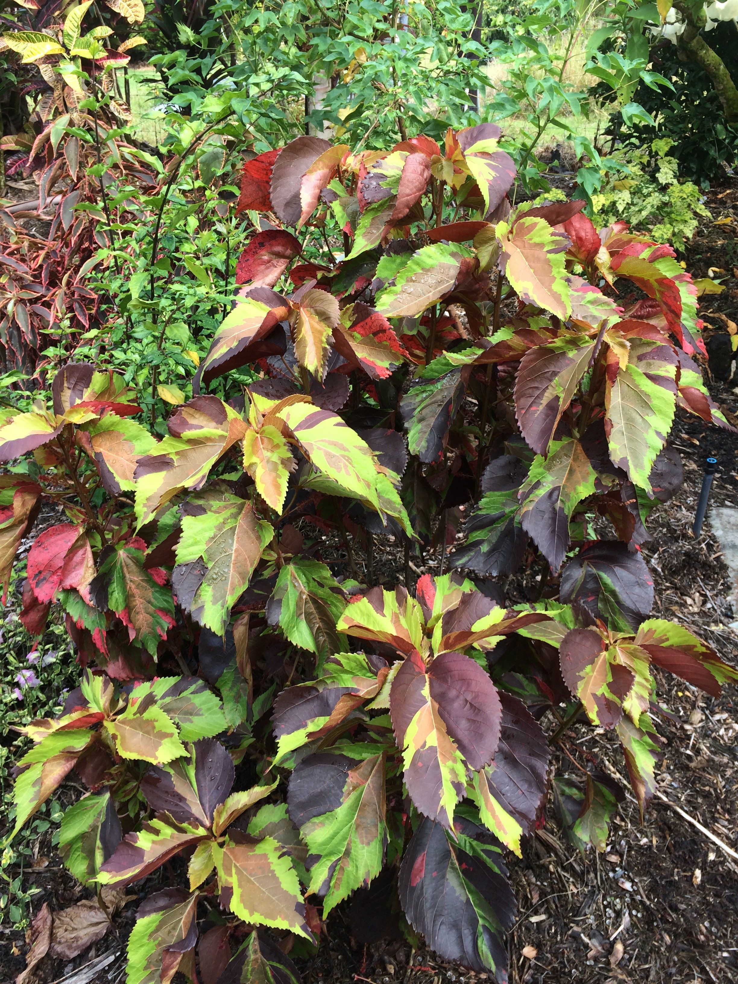 Acalypha 'Tiki Jungle Cloak' — Vintage Green Farms with Tom Piergrossi