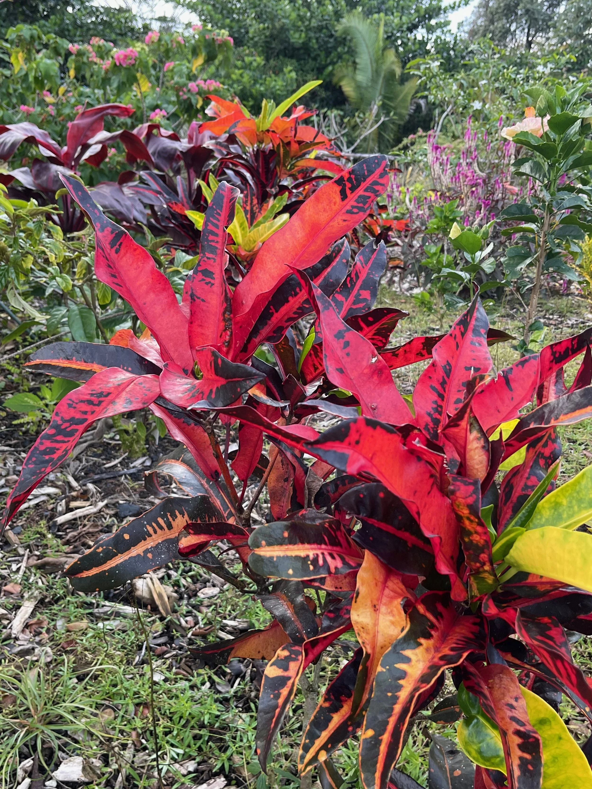 Codiaeum 'Mango' — Vintage Green Farms with Tom Piergrossi