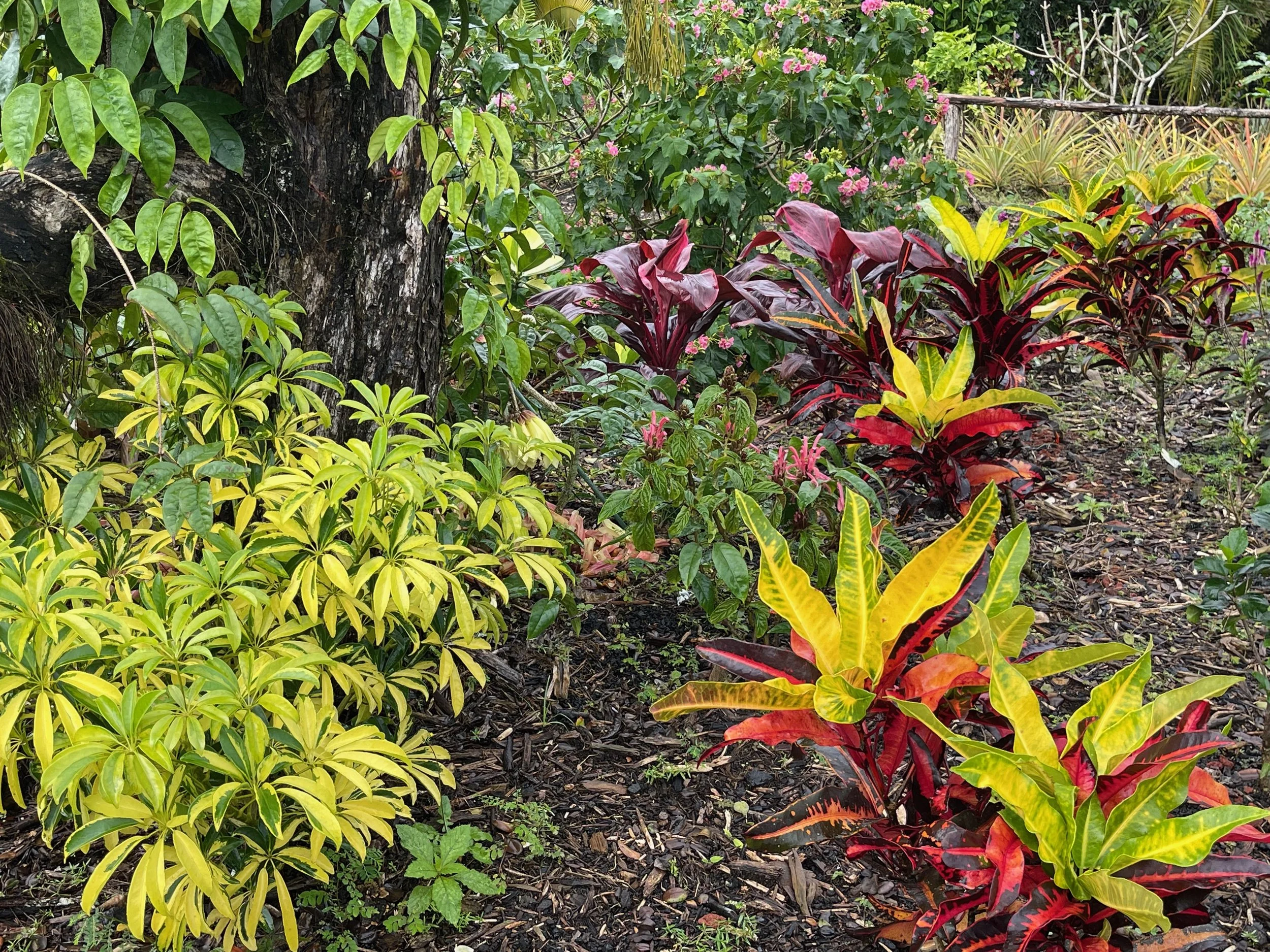 Codiaeum 'Mango' — Vintage Green Farms with Tom Piergrossi