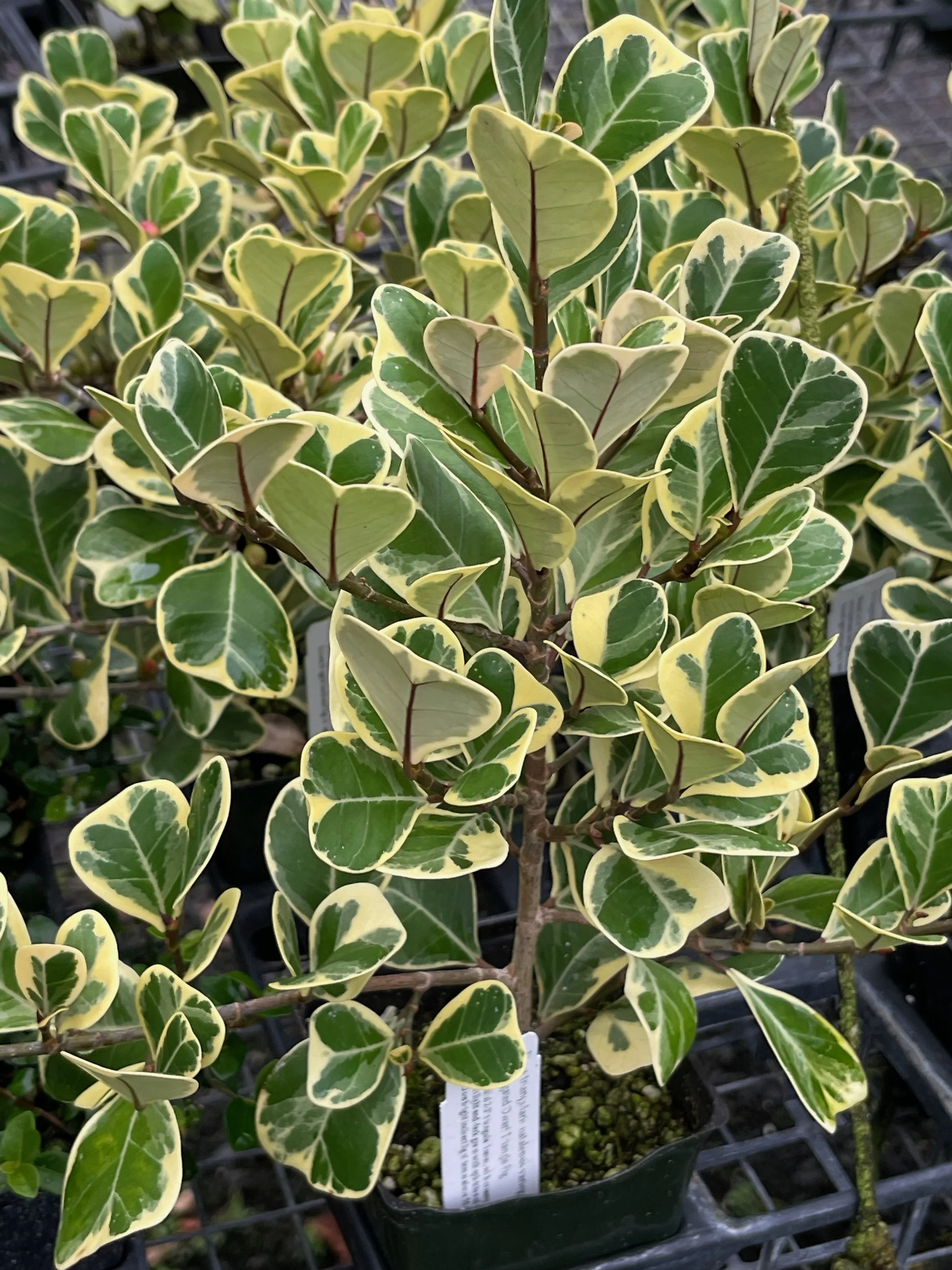 Ficus triangularis natalensis variegata — Vintage Green Farms with Tom ...