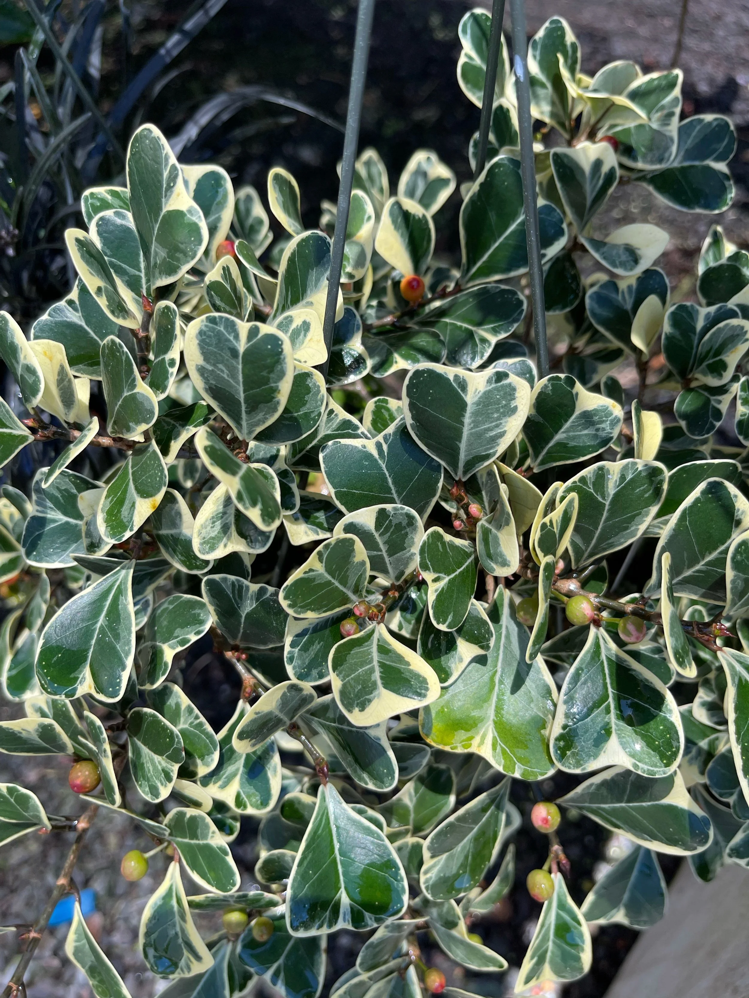 Ficus triangularis natalensis variegata — Vintage Green Farms with Tom ...