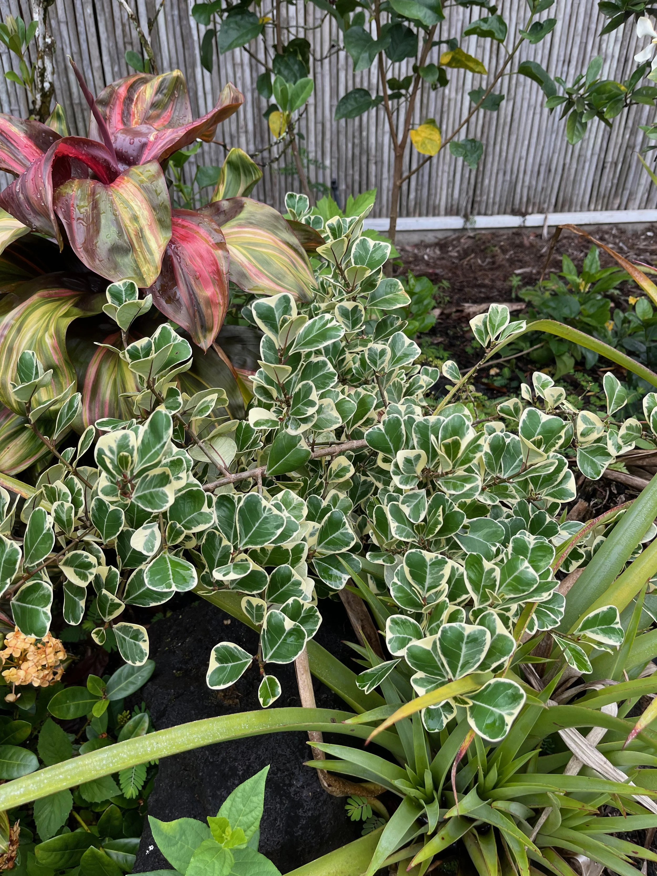 Ficus triangularis natalensis variegata — Vintage Green Farms with Tom ...