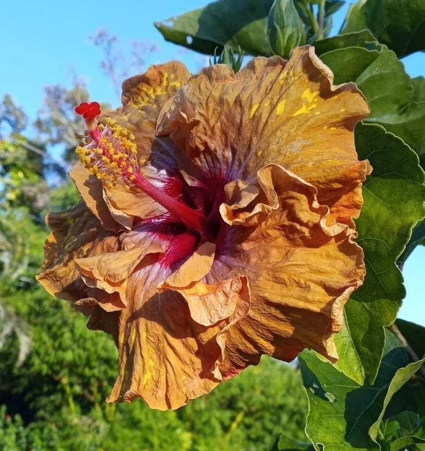 Hibiscus rosa-sinensis 'Honey Pot' — Vintage Green Farms with Tom ...