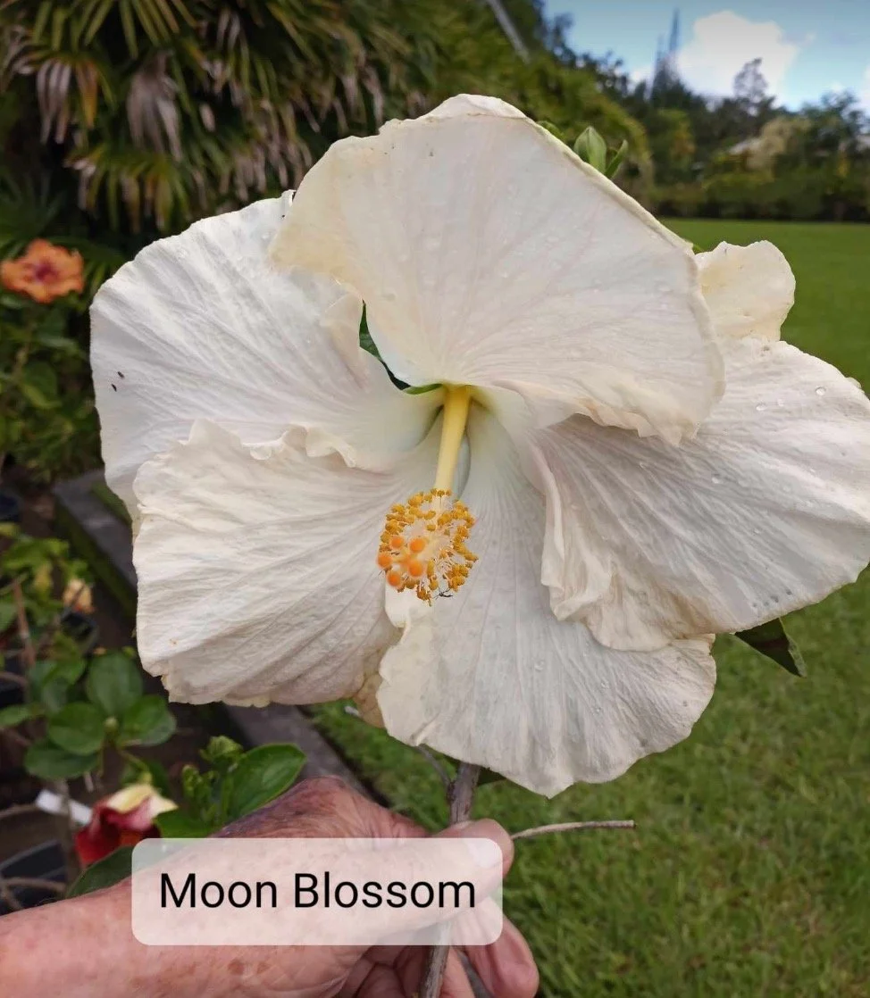 Hibiscus rosa-sinensis 'Moon Blossom' — Vintage Green Farms with Tom ...