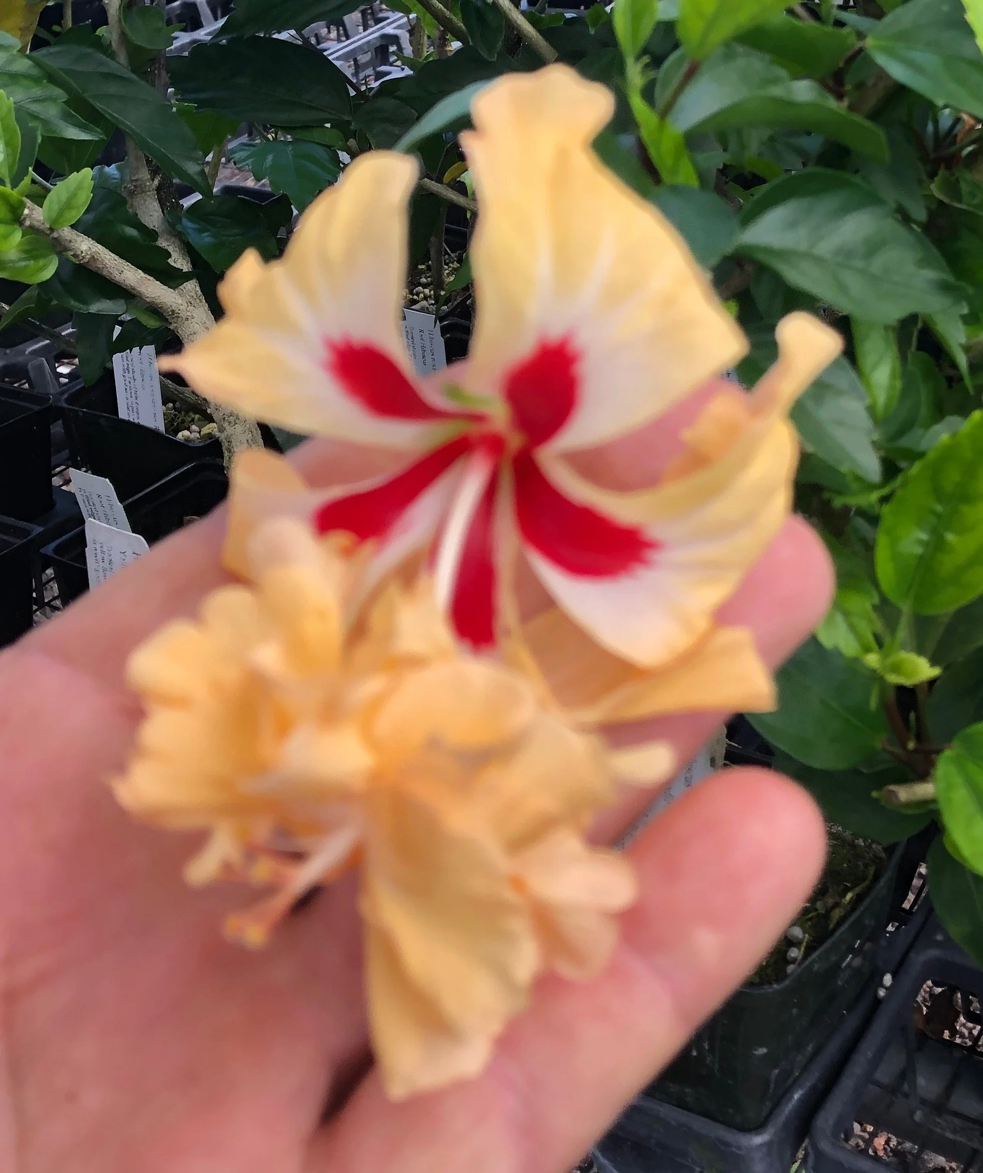 Hibiscus schizopetalus x 'El Capitola Yellow' — Vintage Green Farms ...