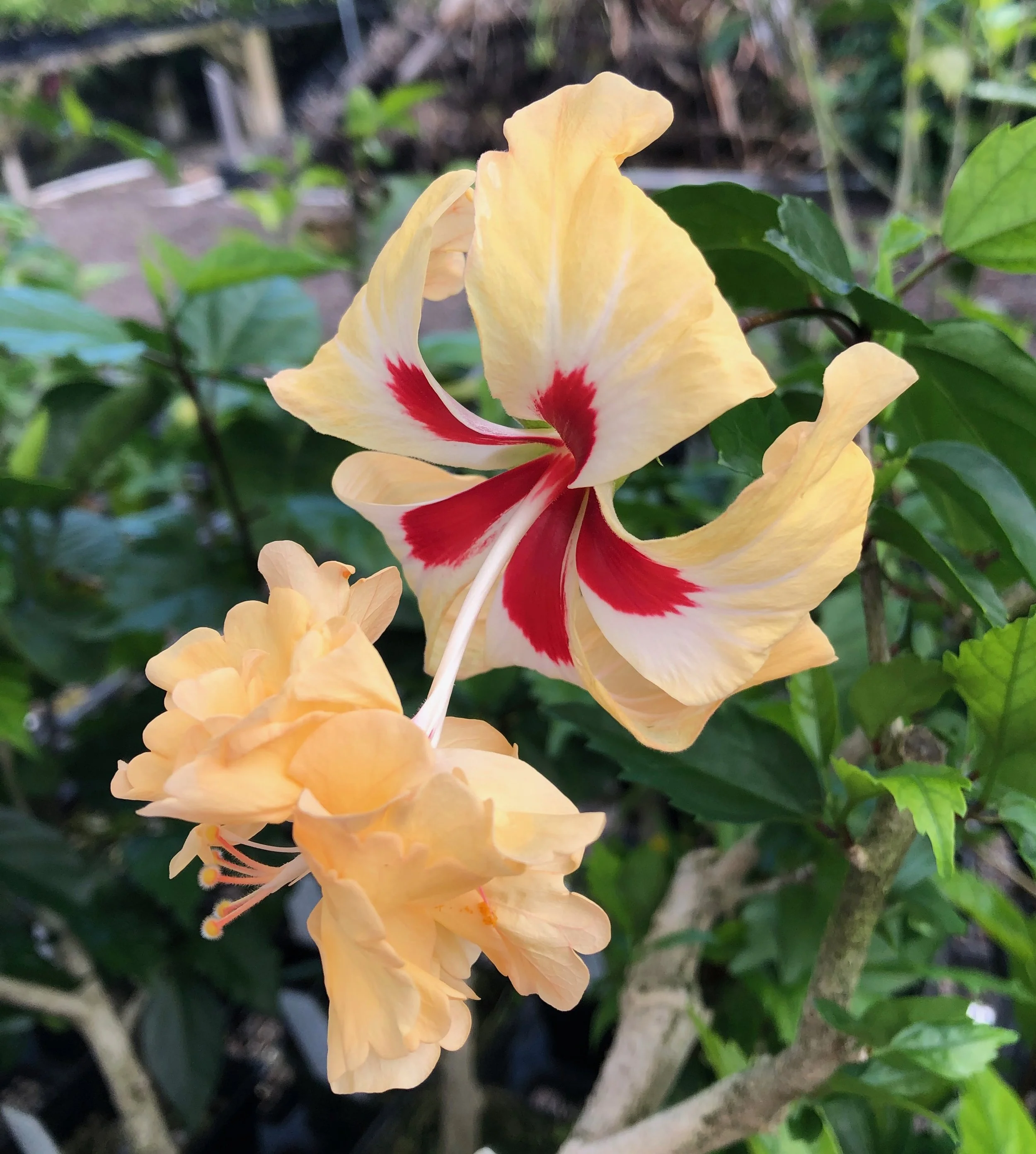 Hibiscus schizopetalus x 'El Capitola Yellow' — Vintage Green Farms ...