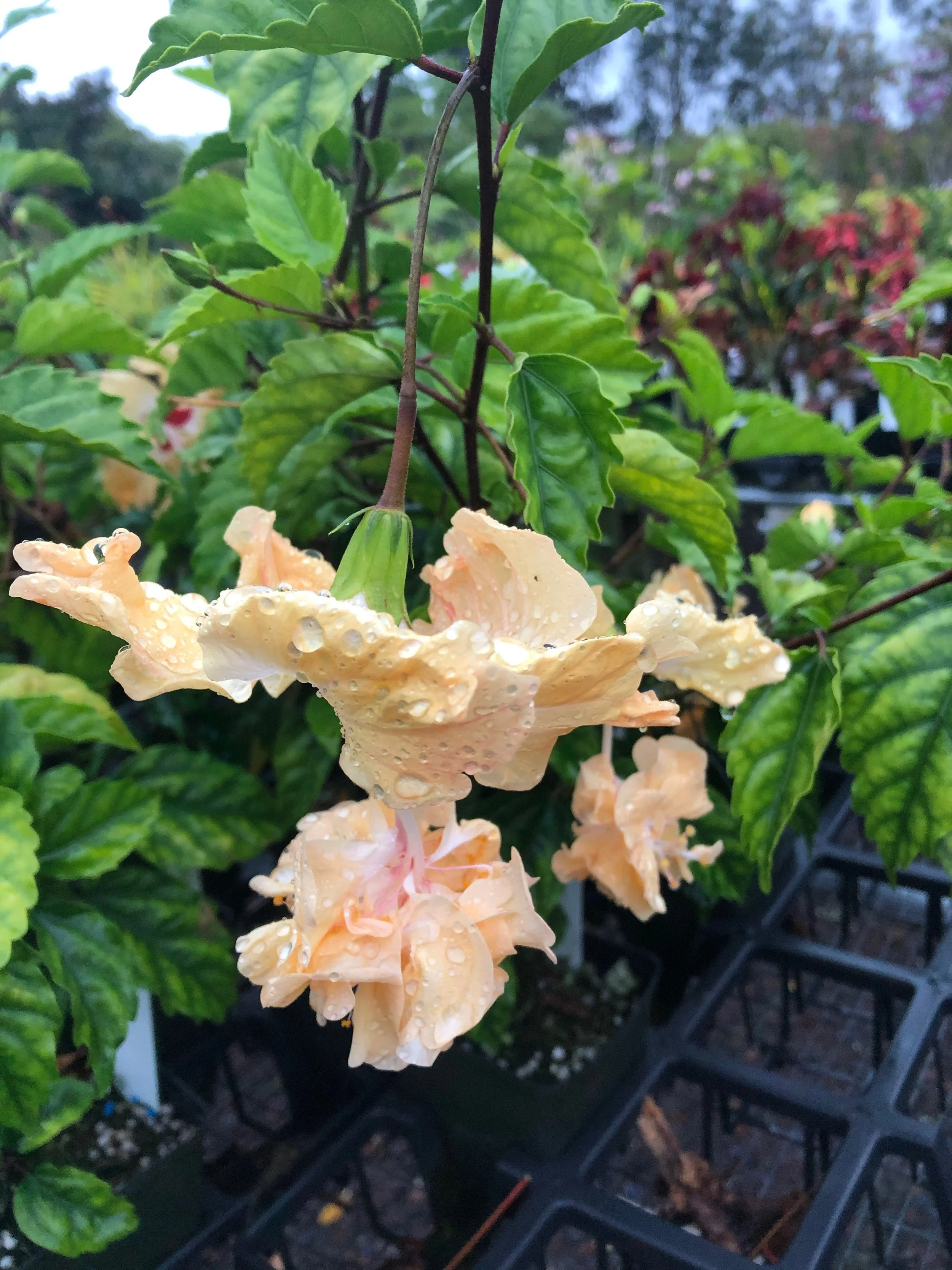 Hibiscus schizopetalus x 'El Capitola Yellow' — Vintage Green Farms ...