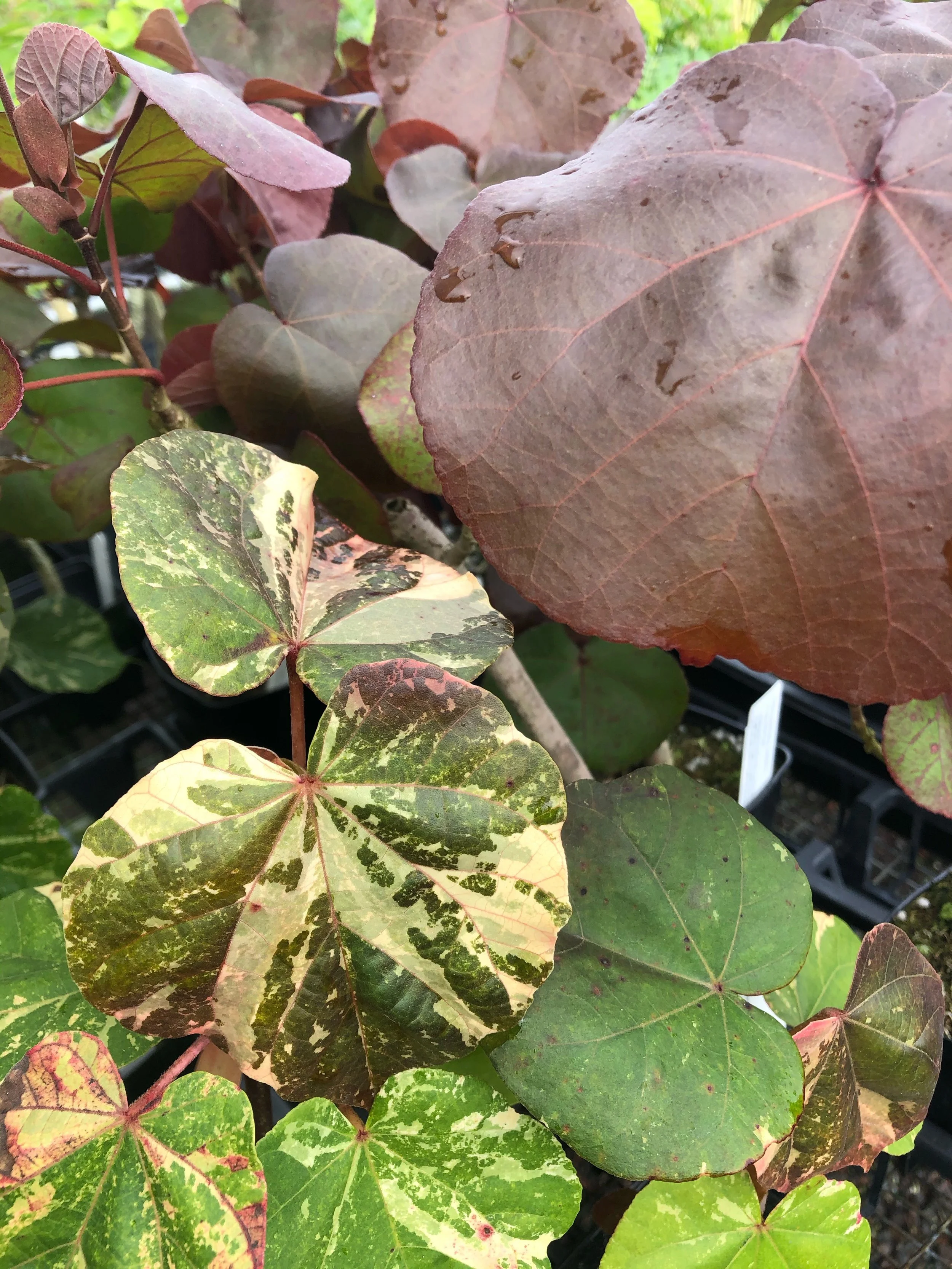 Hibiscus tiliaceus variegata — Vintage Green Farms with Tom Piergrossi