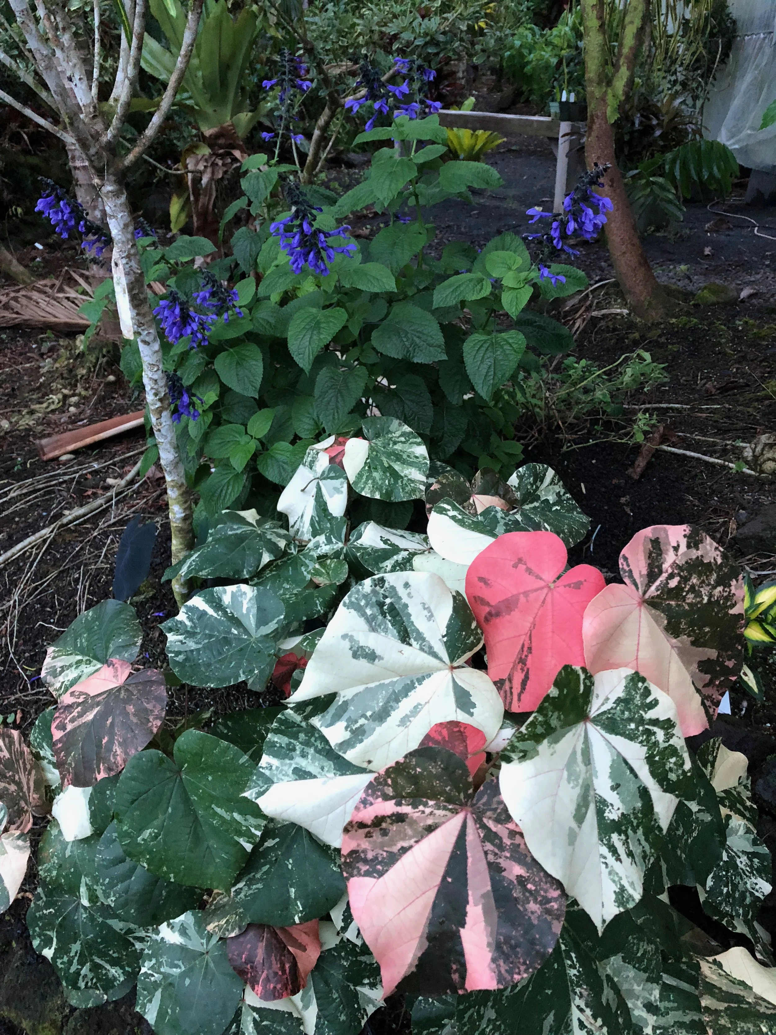 Hibiscus tiliaceus variegata — Vintage Green Farms with Tom Piergrossi